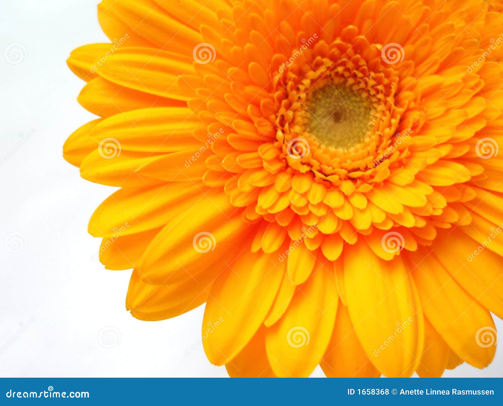 Yellow gerbera stock photo. Image of gerbera, spring, floral - 1658368