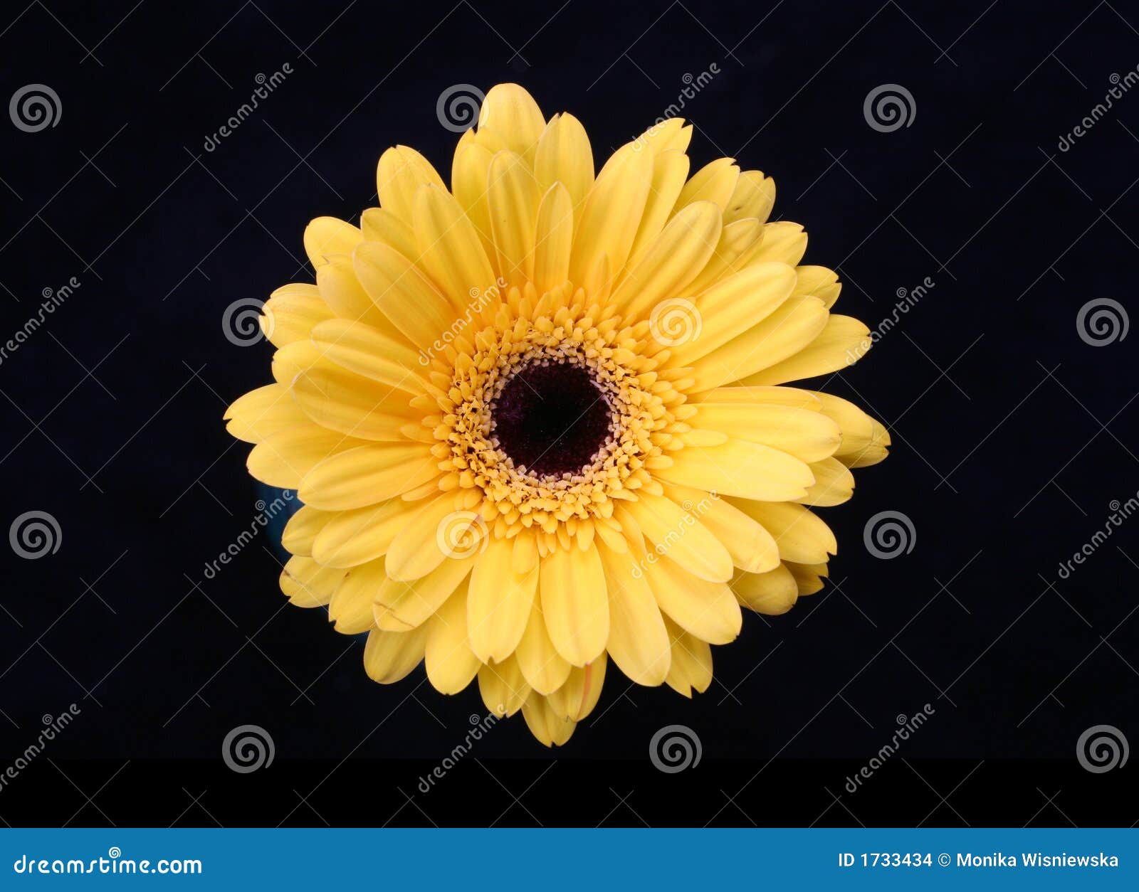 Yellow Gerbera Stock Photography | CartoonDealer.com #6427226