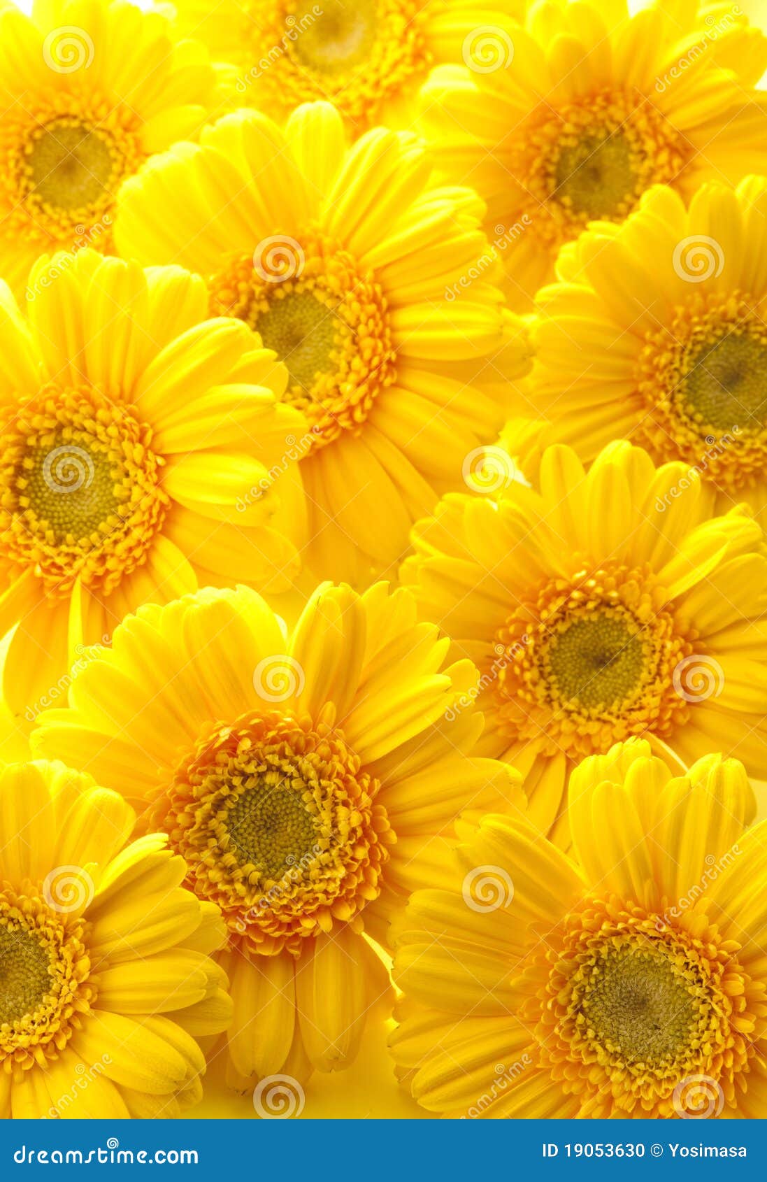 Yellow gerbera stock photo. Image of bloom, flower, brightly - 19053630