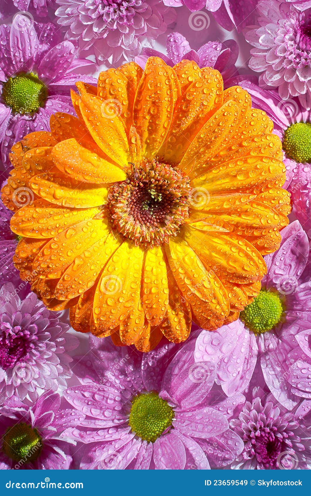 Yellow gerbera stock image. Image of bright, distinct - 23659549