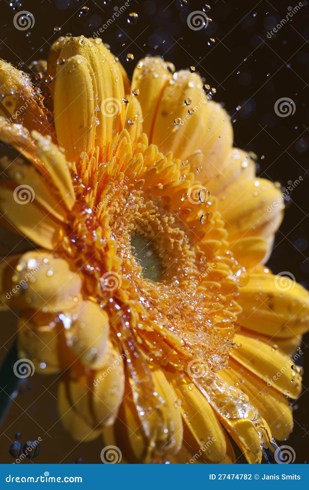 Yellow gerbera. stock photo. Image of plant, blossom - 27474782