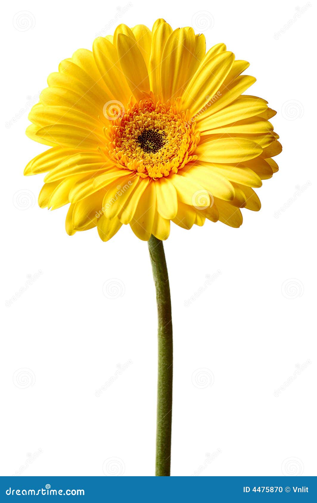Yellow gerbera stock photo. Image of close, seasonal, petal - 4475870