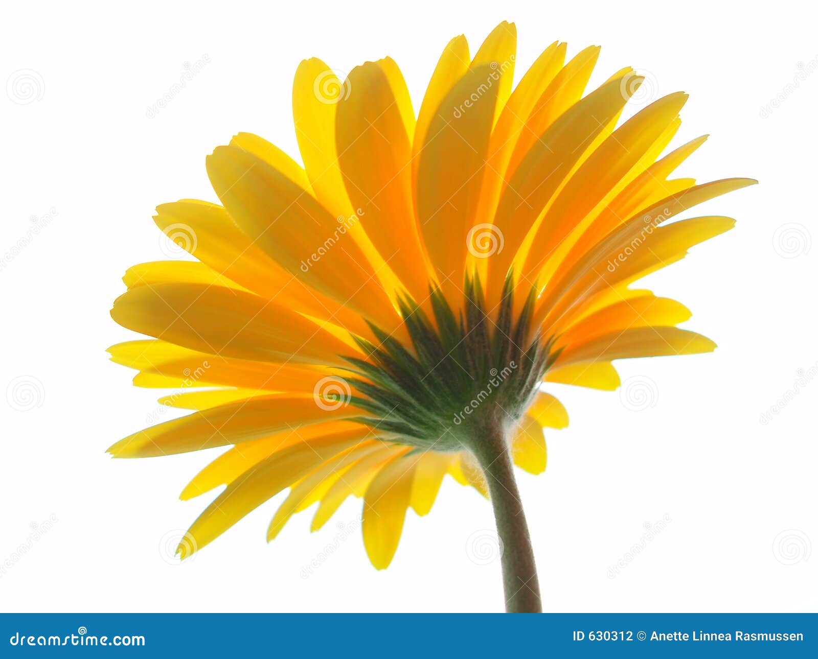 Yellow gerbera stock photo. Image of grow, buttercup, gerbera - 630312