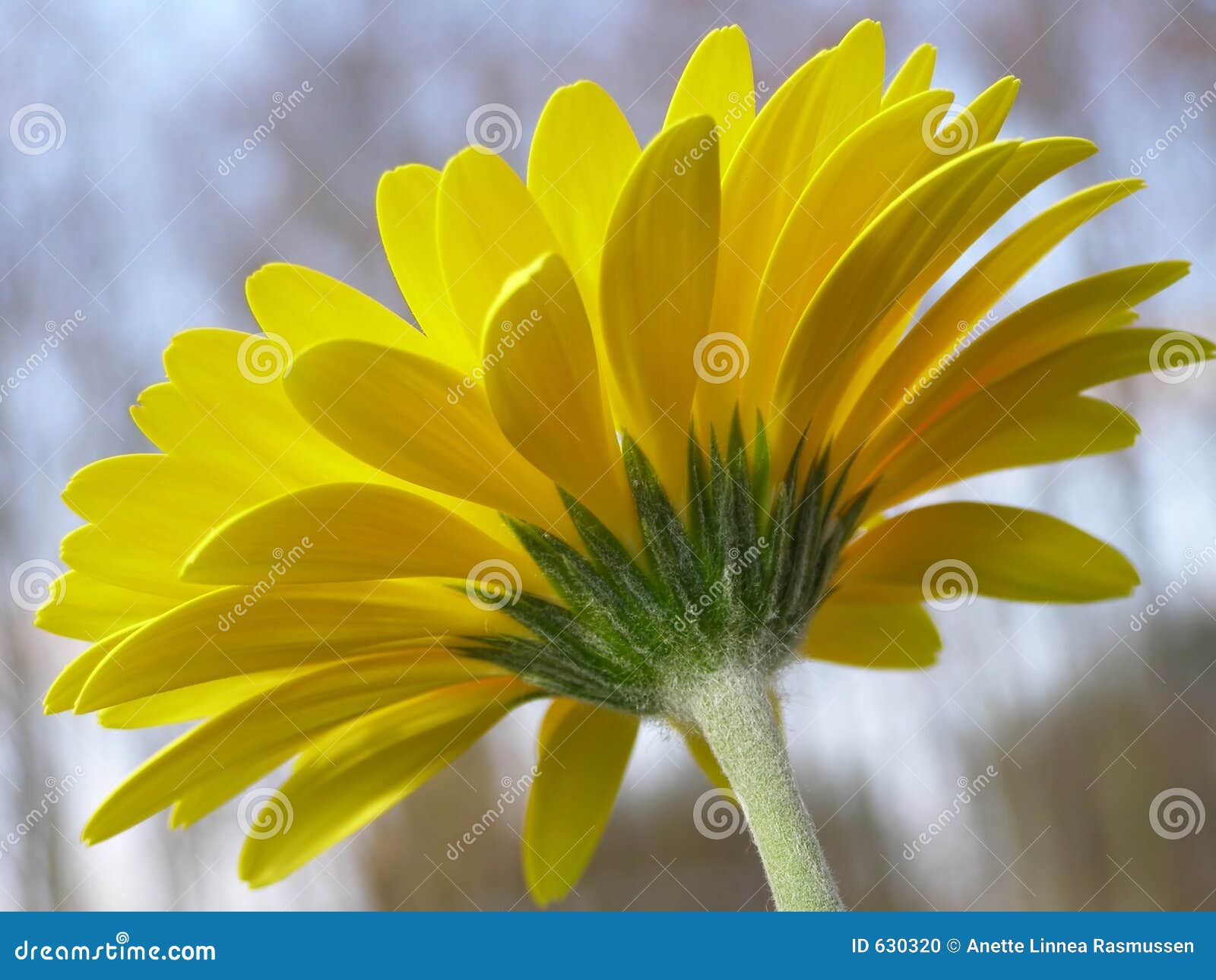Yellow gerbera stock photo. Image of graphic, blur, forest - 630320