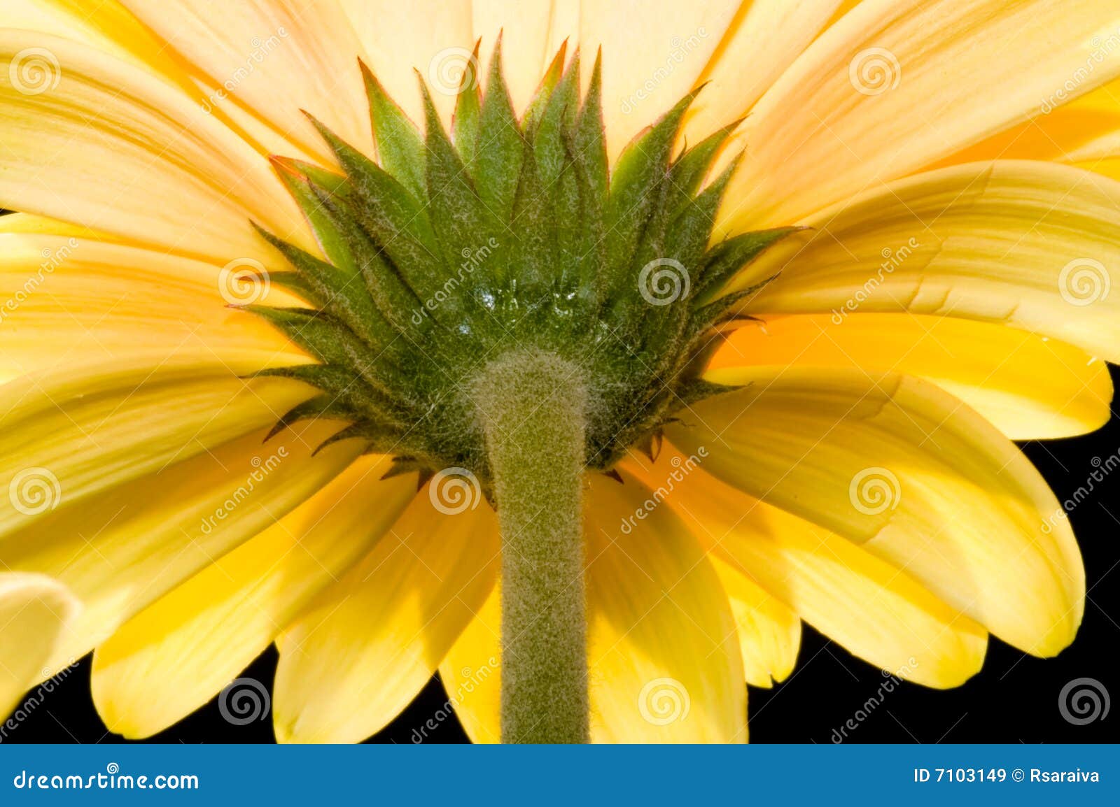 Yellow gerbera stock image. Image of closeup, green, flower - 7103149