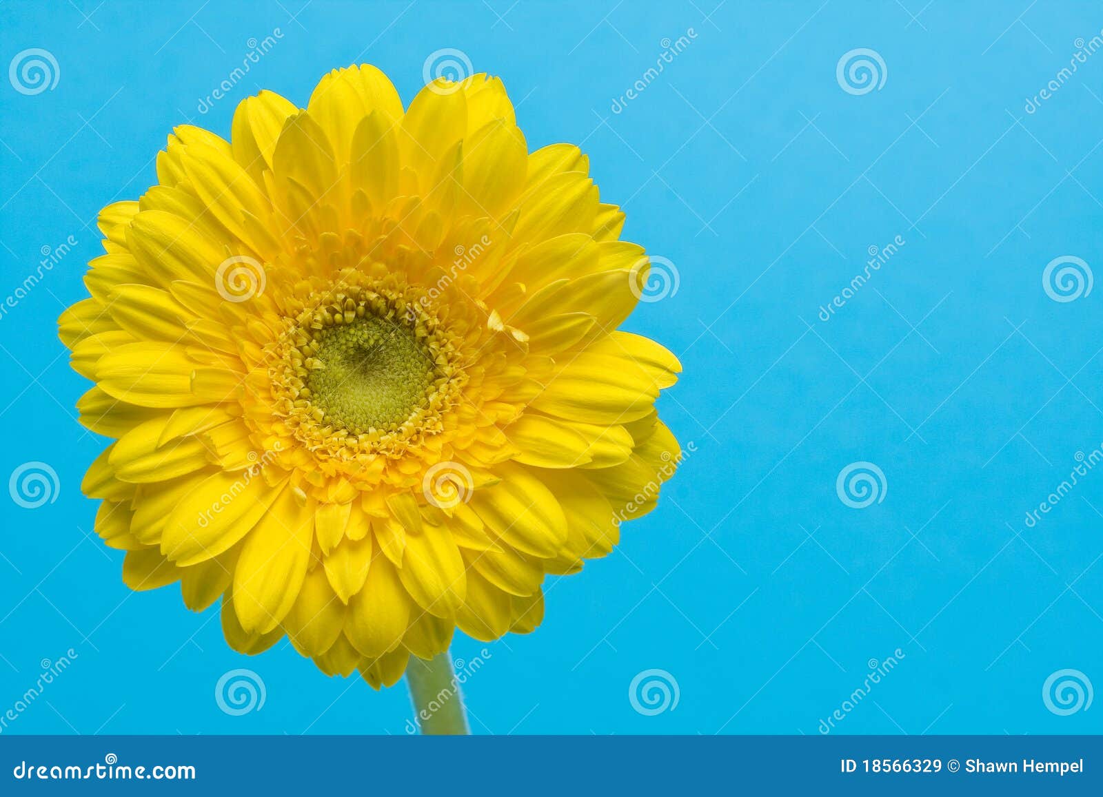 Cyan Background From Transparent Leaves Royalty-Free Stock Image ...