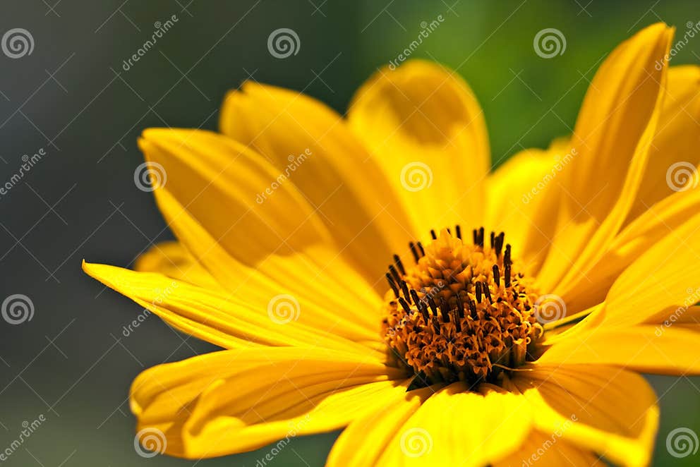 Yellow Gerbera Daisy stock image. Image of blossom, gerbera - 11546769