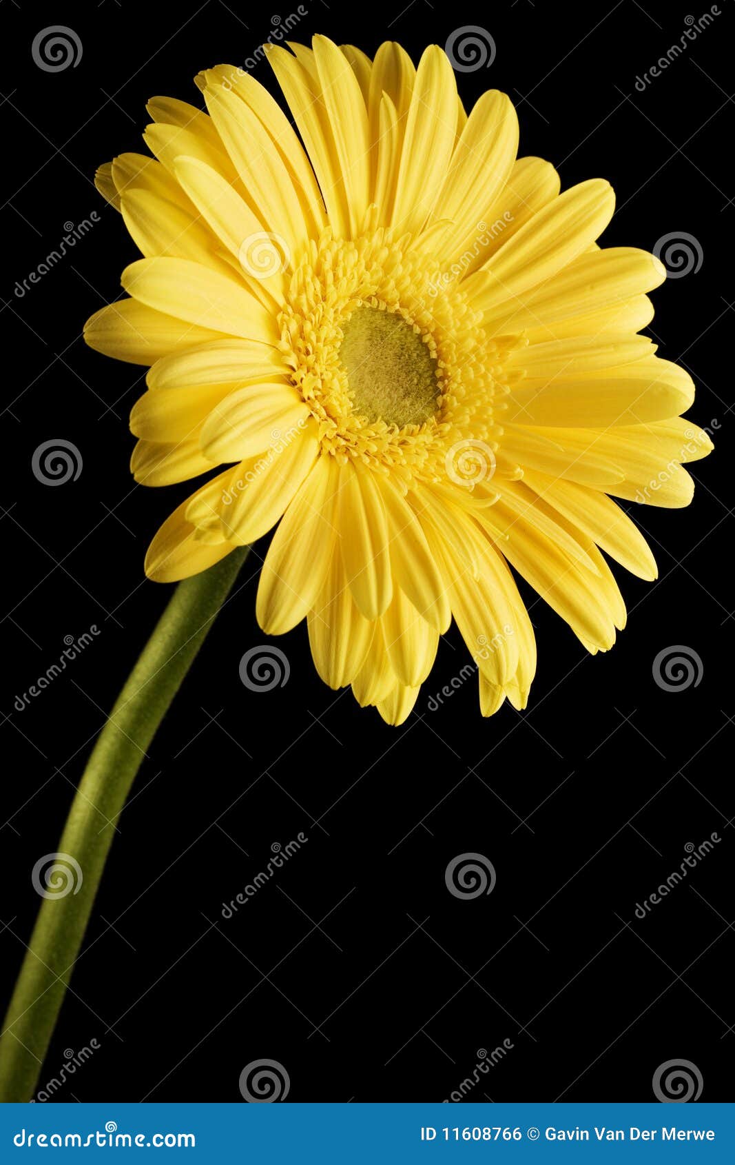Yellow Gerbera Stock Photography | CartoonDealer.com #6427226