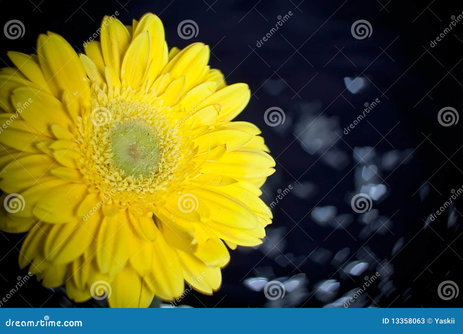 Yellow Gerbera Flower stock image. Image of brightly - 13358063