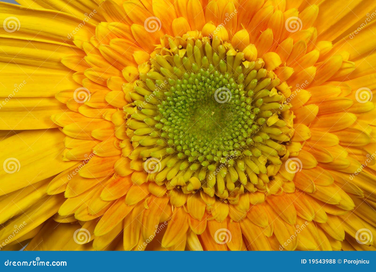 Yellow gerbera flower stock photo. Image of summer, petal - 19543988