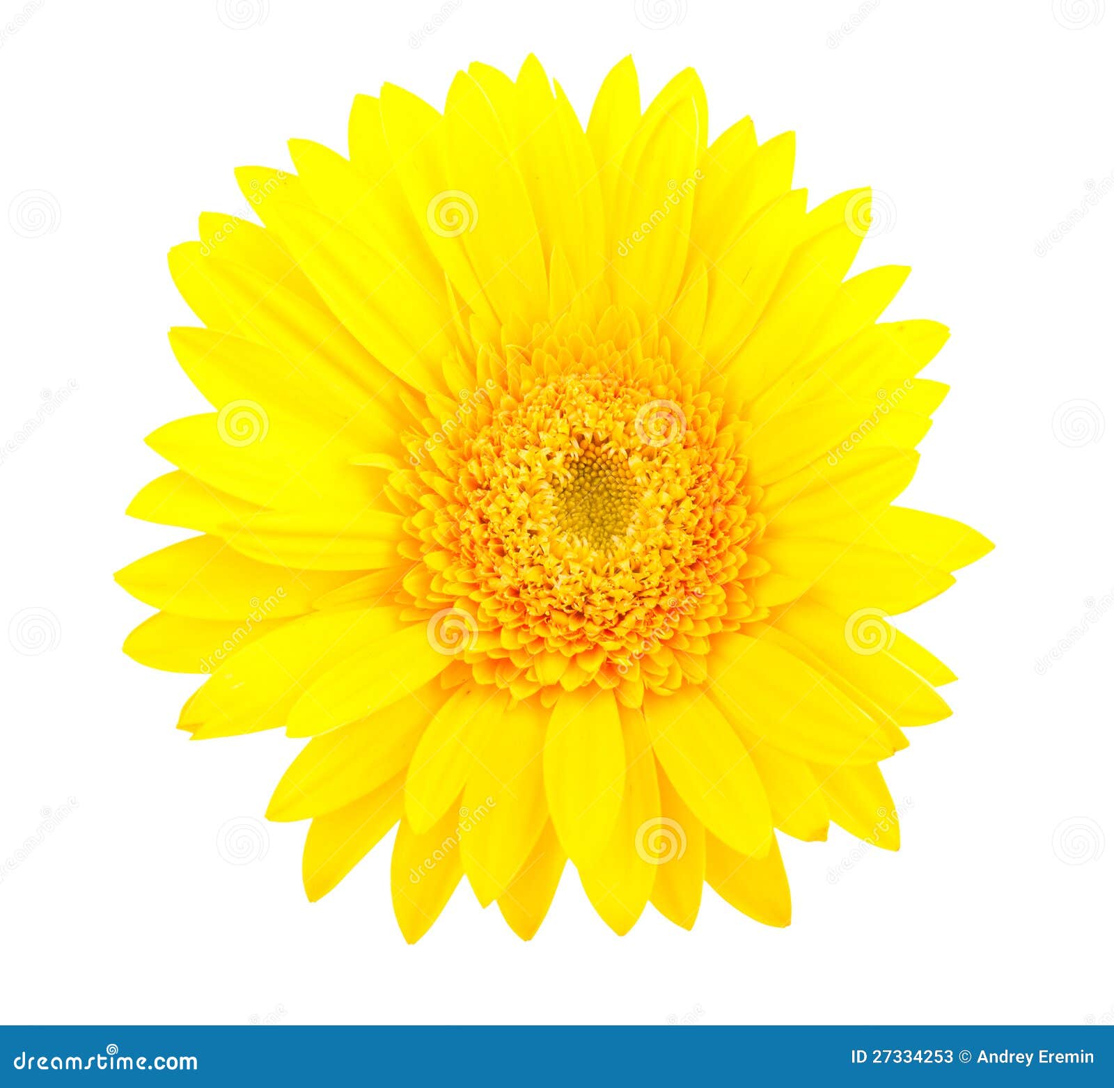 Yellow gerbera flower stock image. Image of details, floral - 27334253