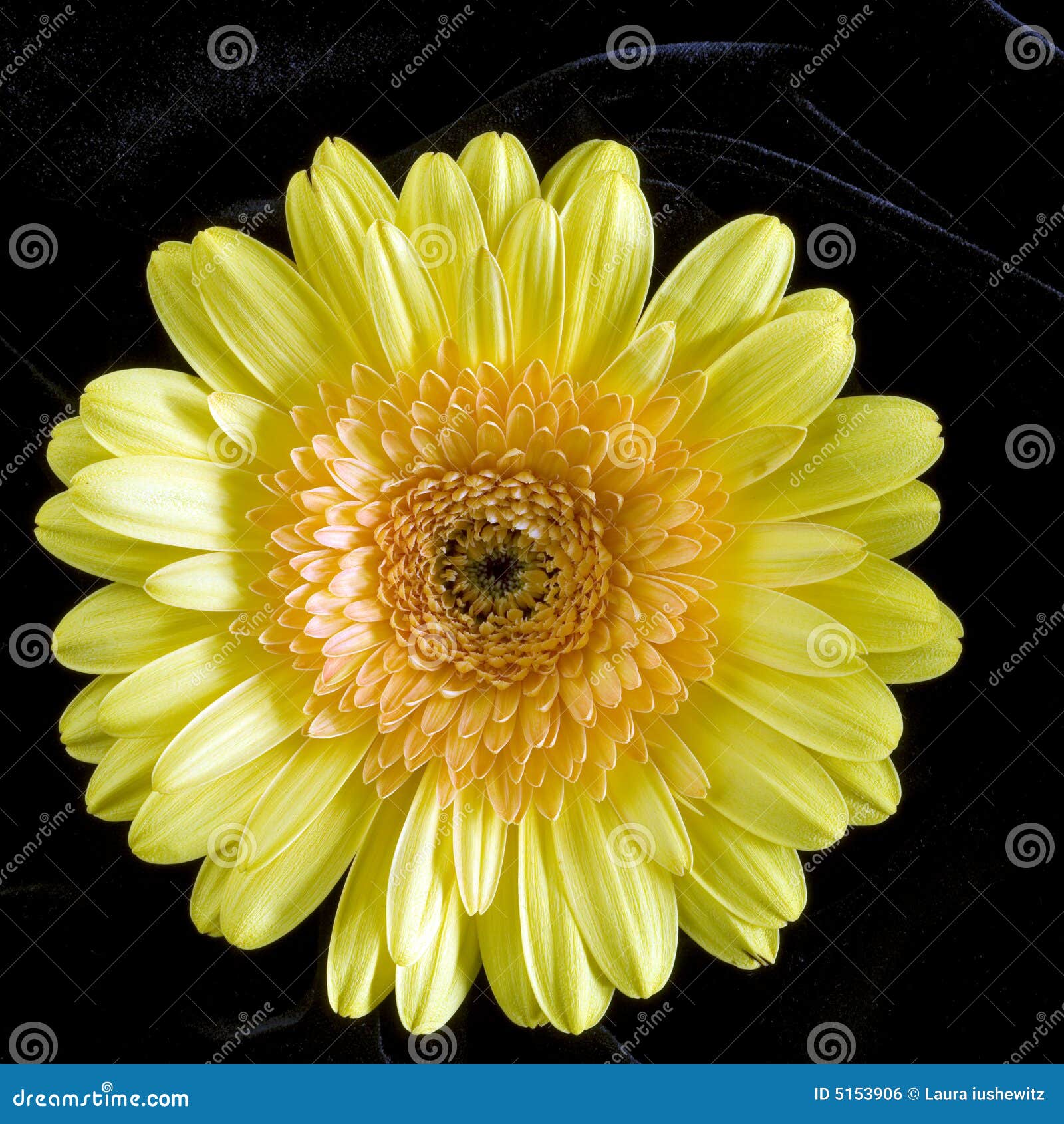 Yellow gerbera flower stock photo. Image of single, details - 5153906