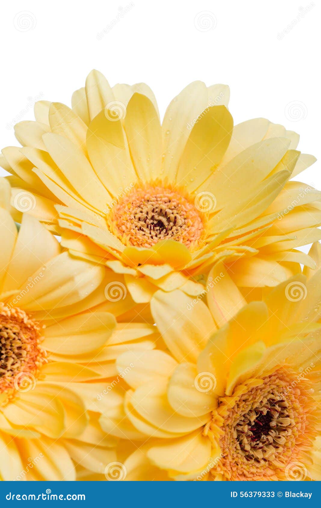 Yellow gerbera flower stock image. Image of blossom, bloom - 56379333
