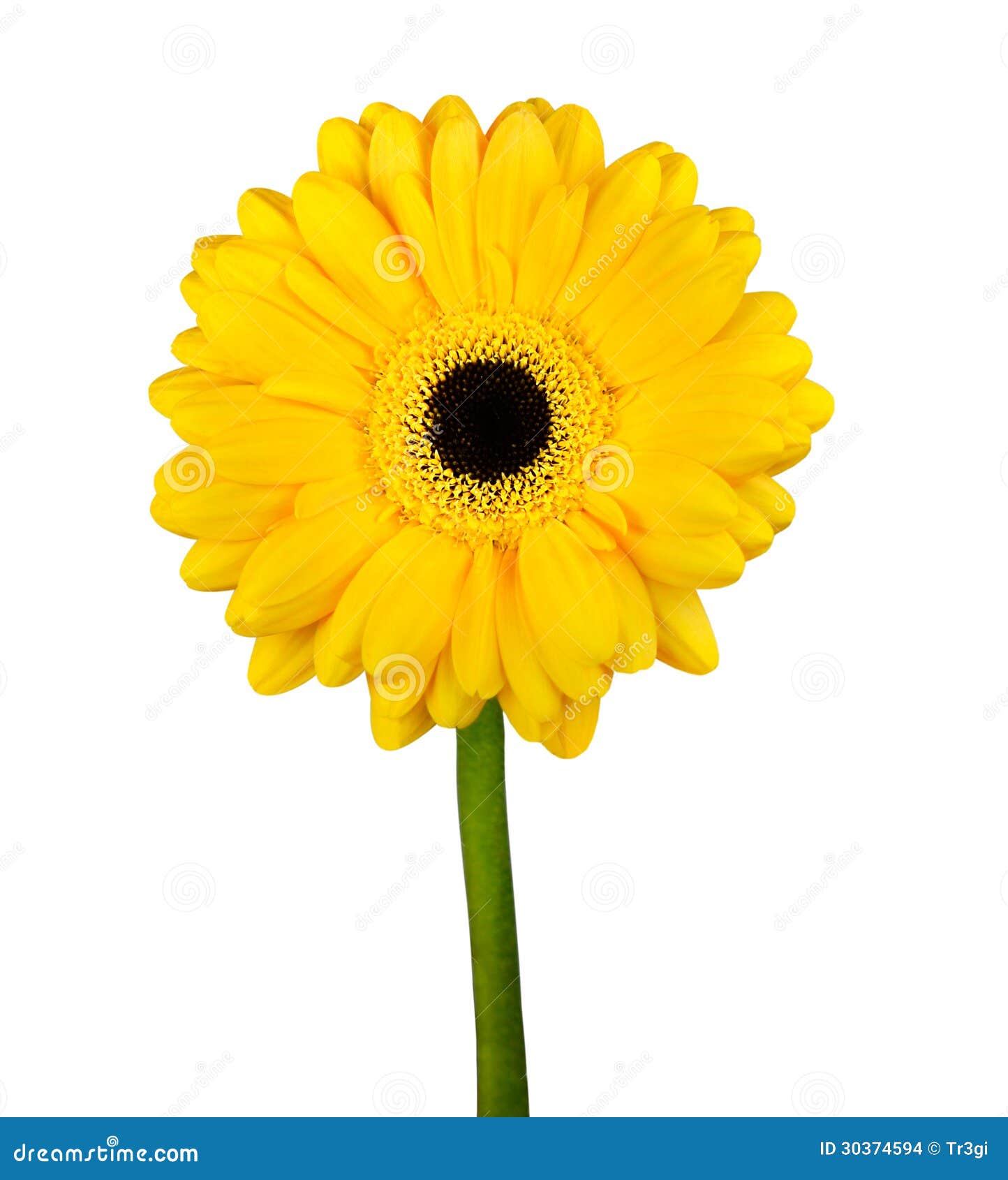 Yellow Gerbera Flower with Green Stem Isolated Stock Photo - Image of ...