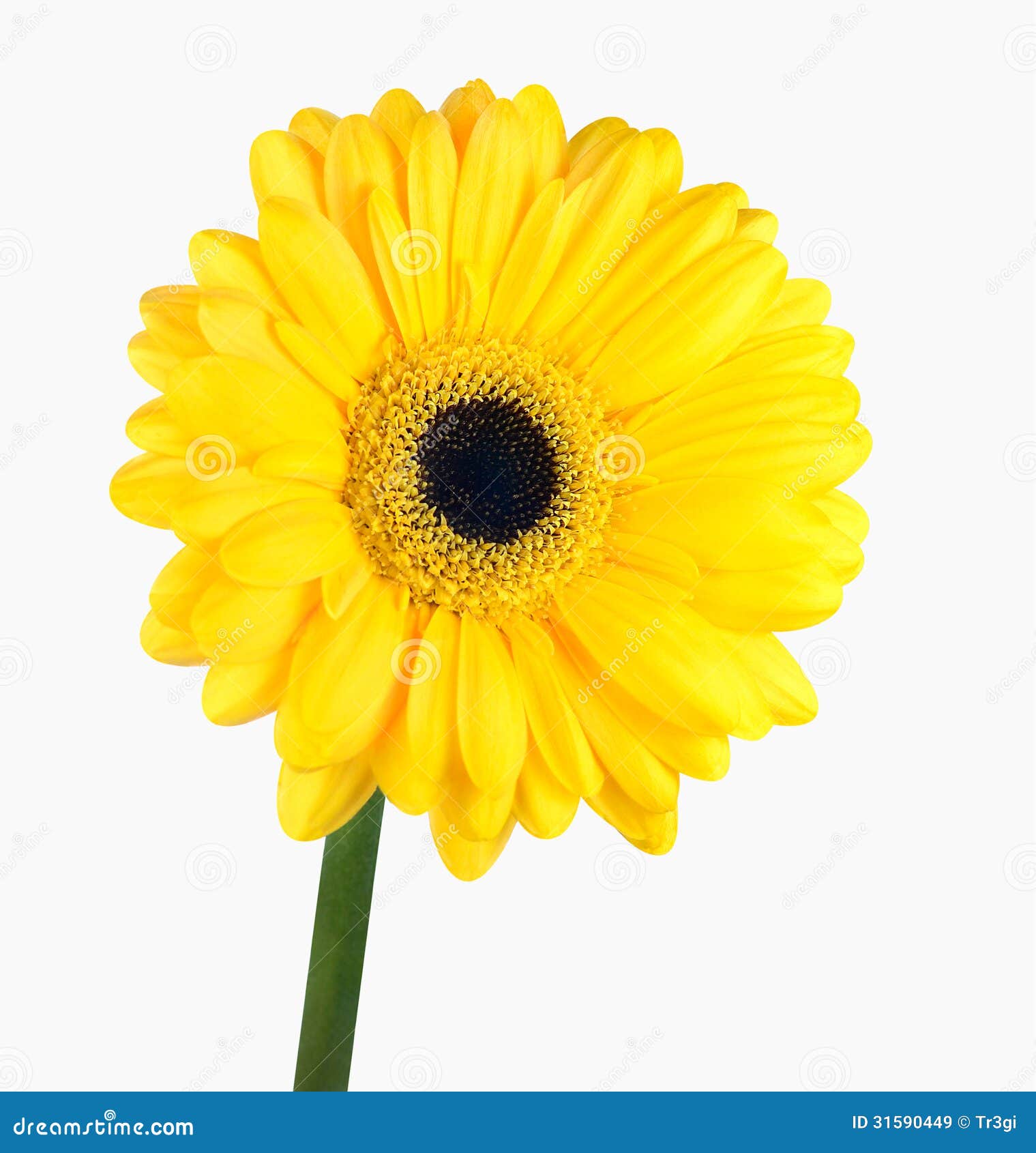 Yellow Gerbera Flower with Green Stem Isolated Stock Image - Image of ...