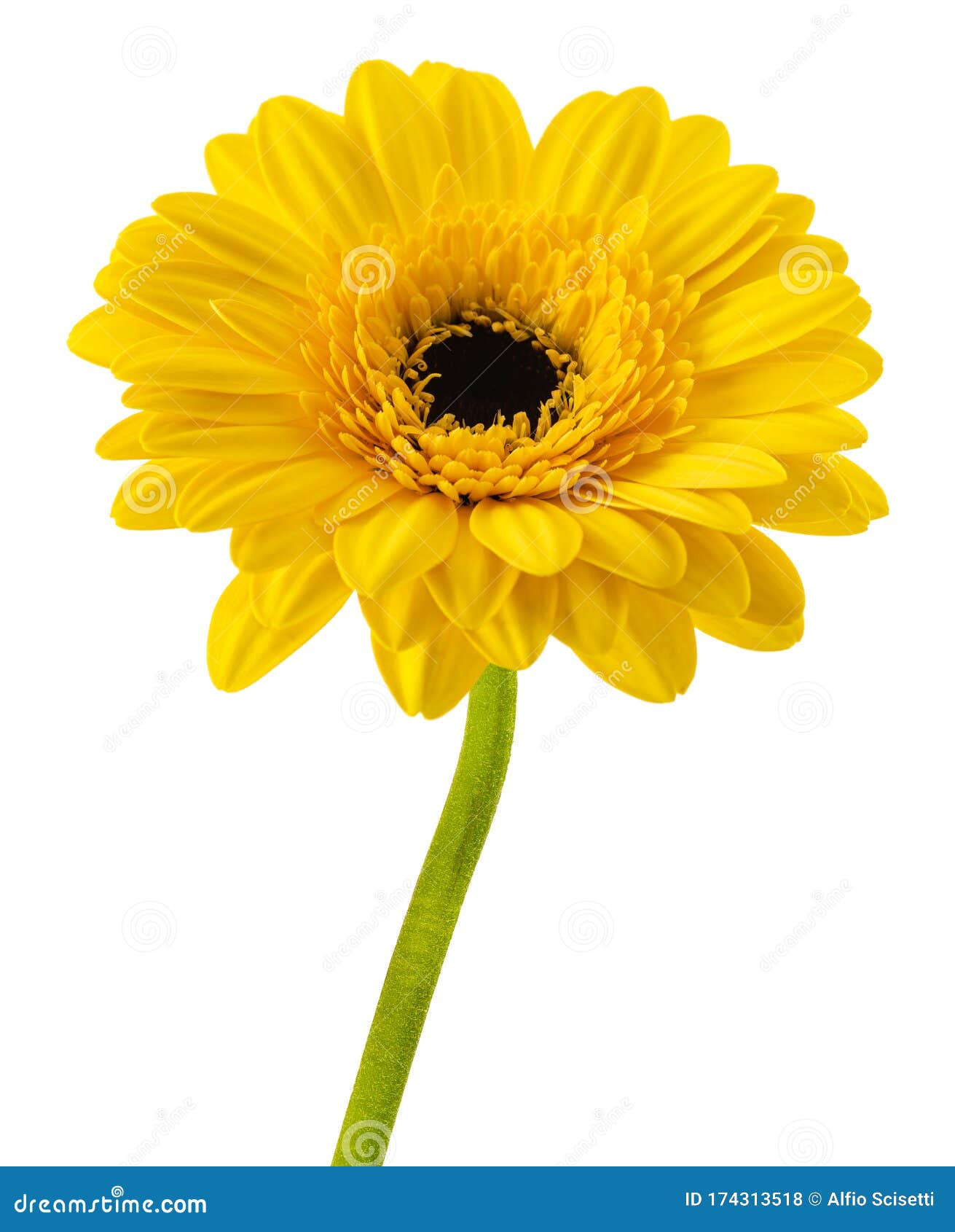 Yellow gerbera flower stock photo. Image of blossom - 174313518