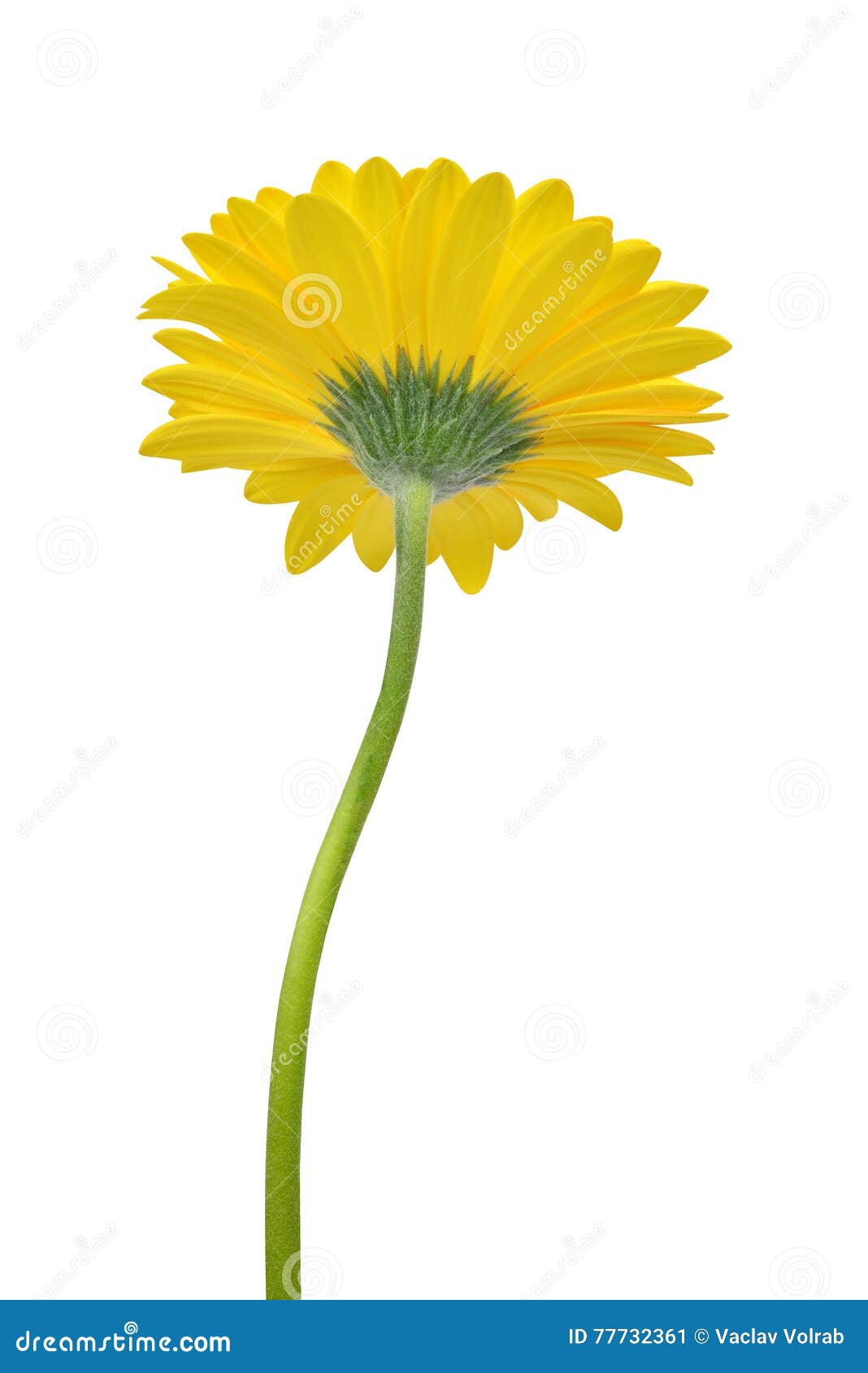 Yellow gerbera flower stock image. Image of daisy, bloom - 77732361