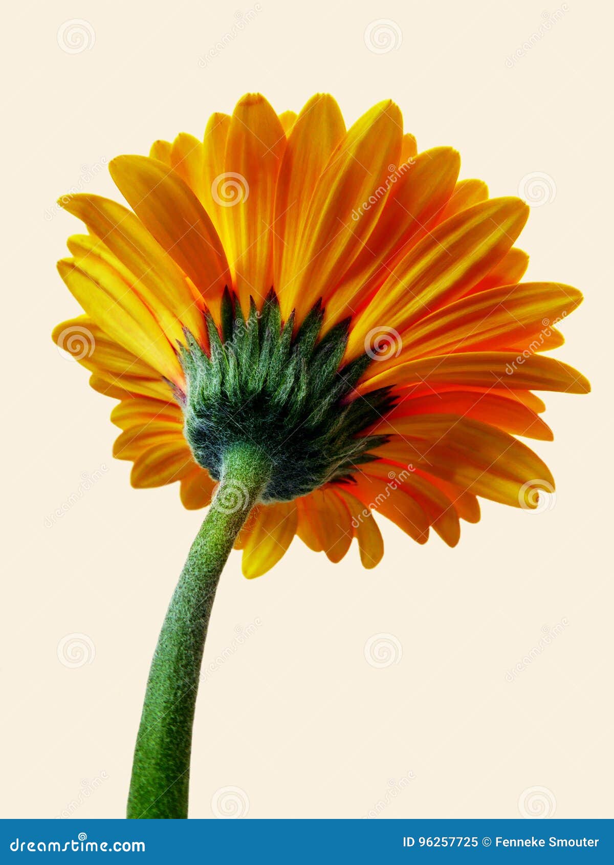 Yellow Gerbera Flower Viewed from Underside Stock Image - Image of ...