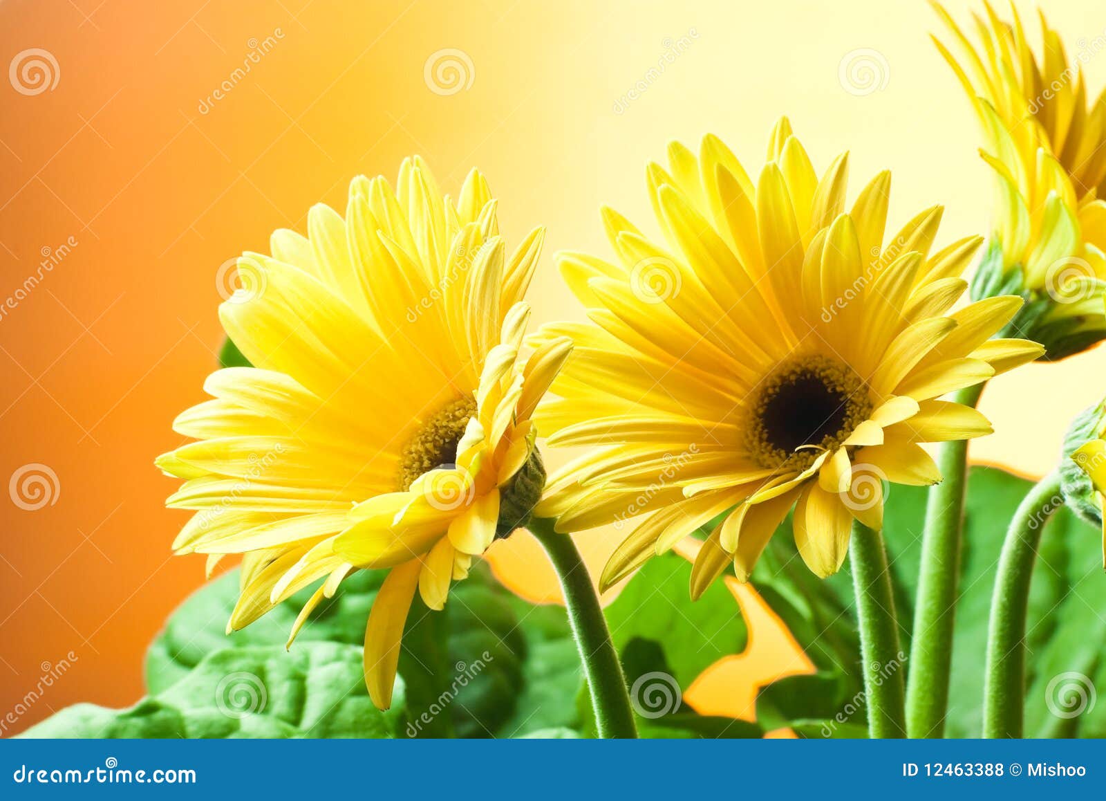 Yellow gerbera flowers stock photo. Image of bright, garden - 12463388