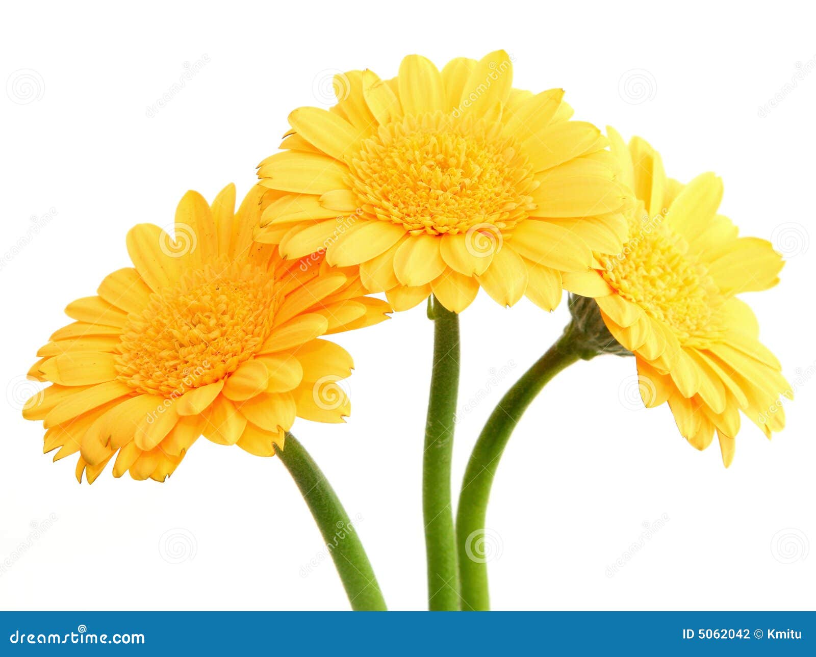Yellow gerbera flowers #2 stock photo. Image of high, close - 5062042