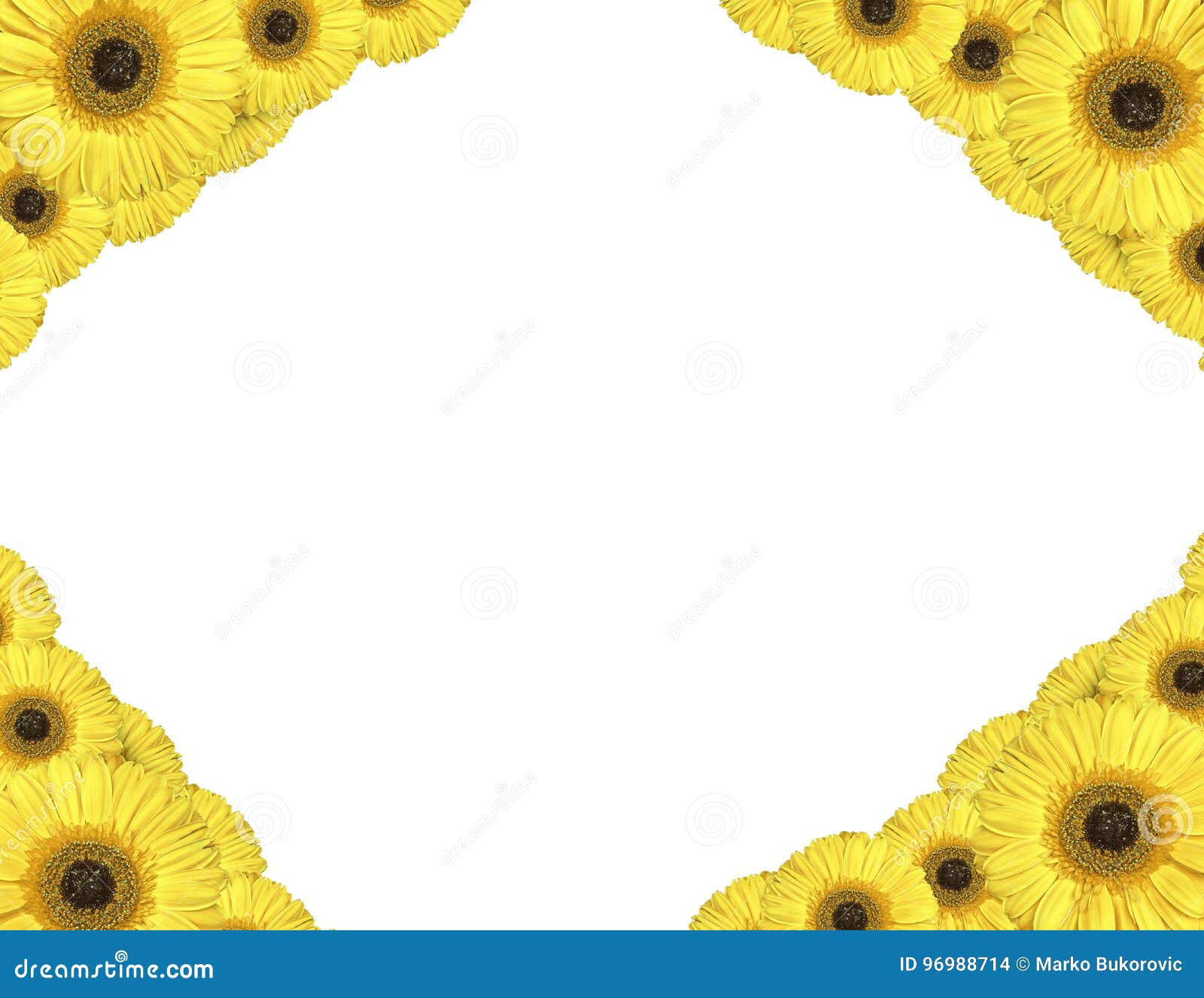 Yellow Gerbera Flowers Create a Frame on White Background Stock Photo ...