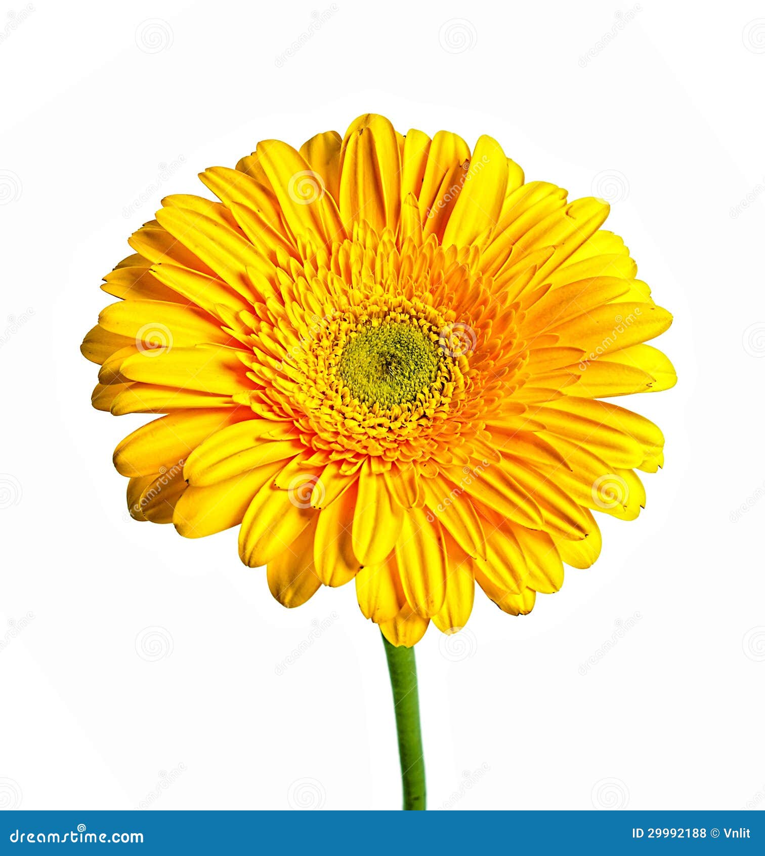 Yellow gerbera stock photo. Image of green, bunch, background - 29992188