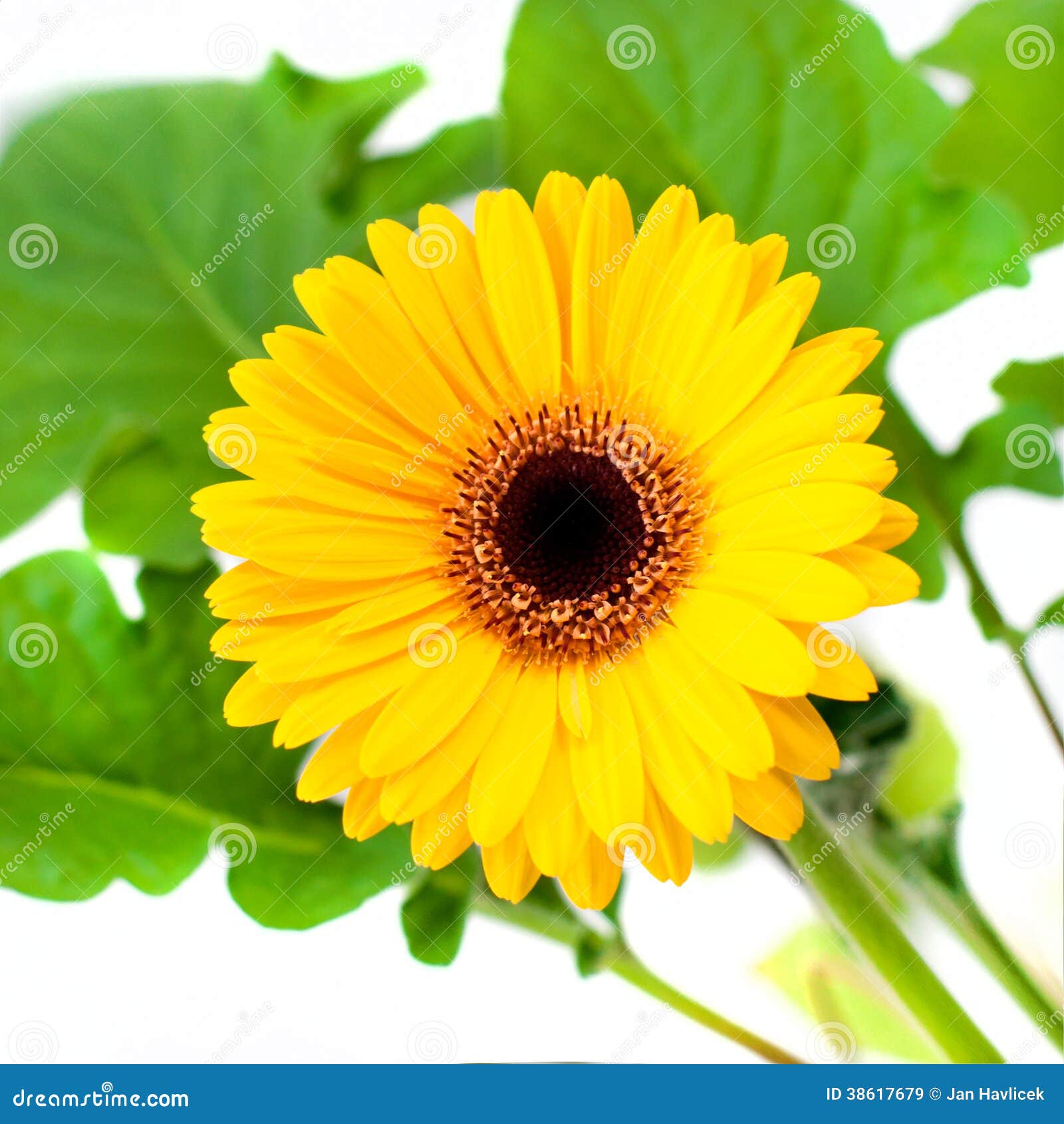 Yellow gerbera stock image. Image of bloom, macro, floral - 38617679