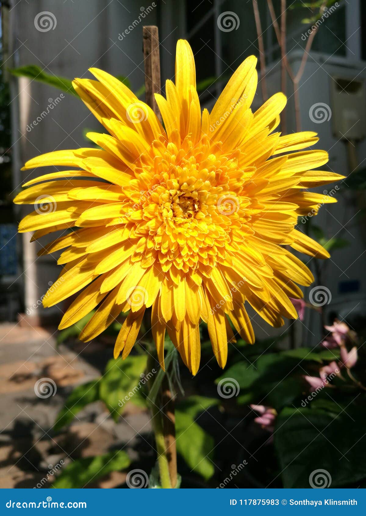 Yellow Gerbera with Sunlight Stock Image - Image of white, daisy: 117875983