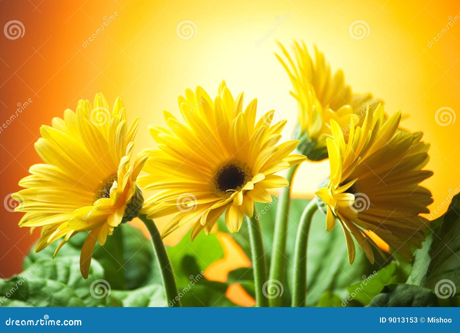 Yellow gerberas stock image. Image of gerbera, fresh, colorful - 9013153