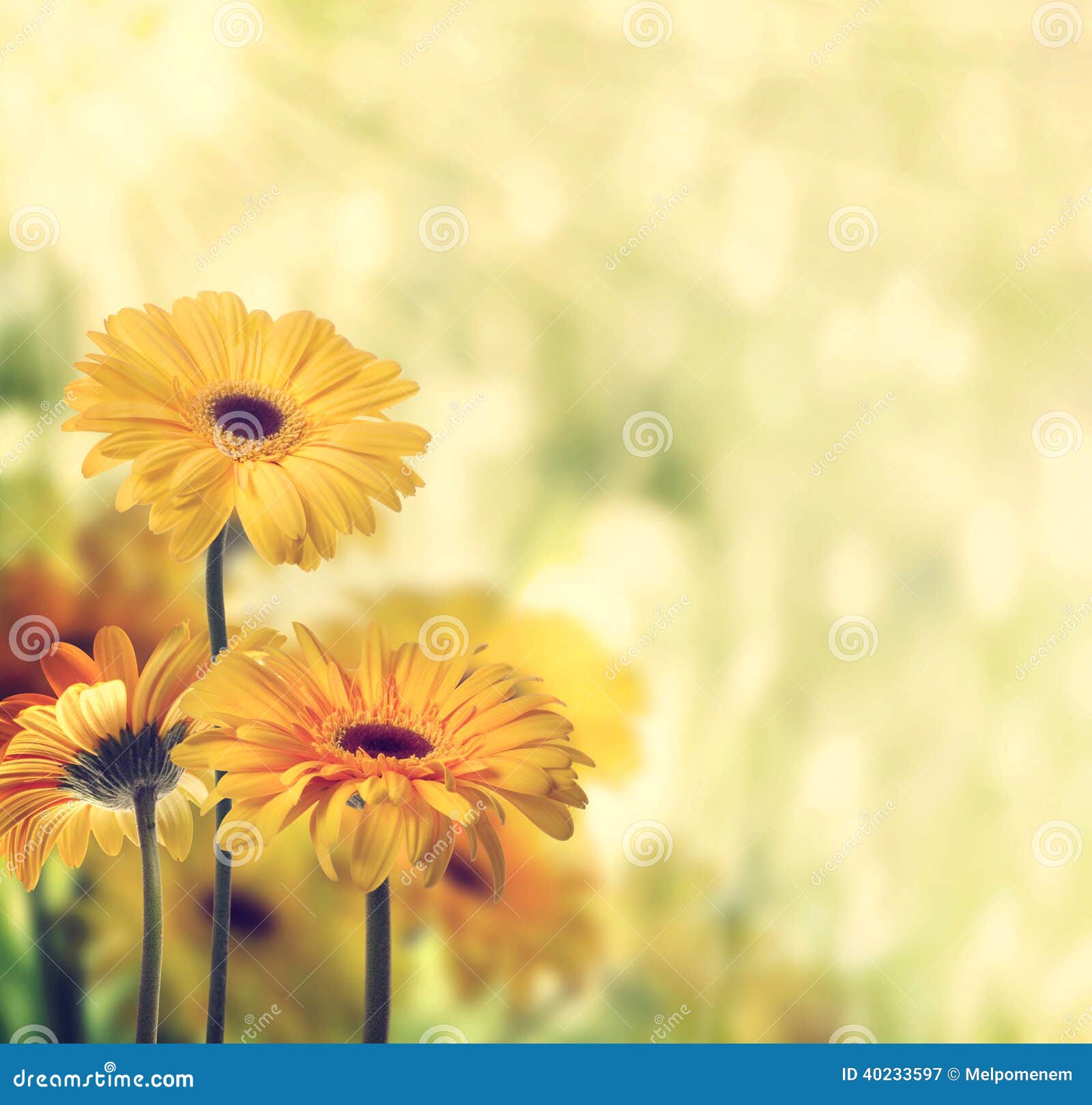 Yellow gerberas stock image. Image of daisy, outdoor - 40233597