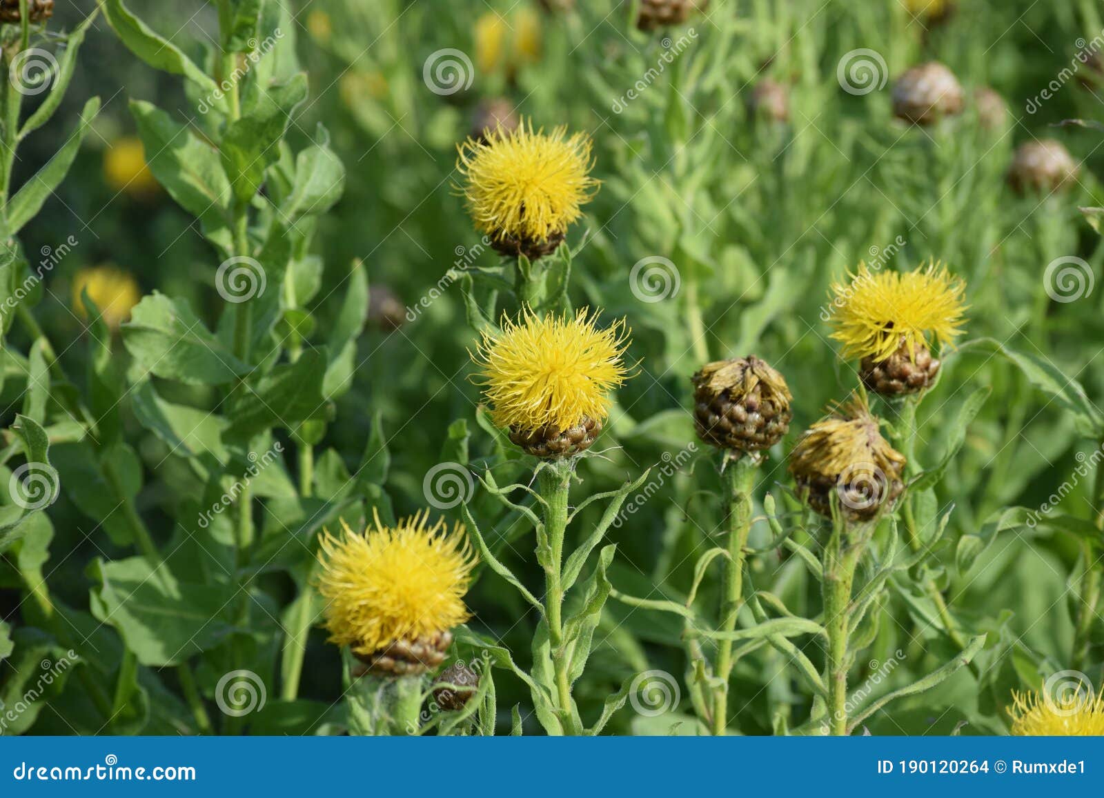 Yellow Giant knapweed stock photo. Image of macrocephala - 190120264