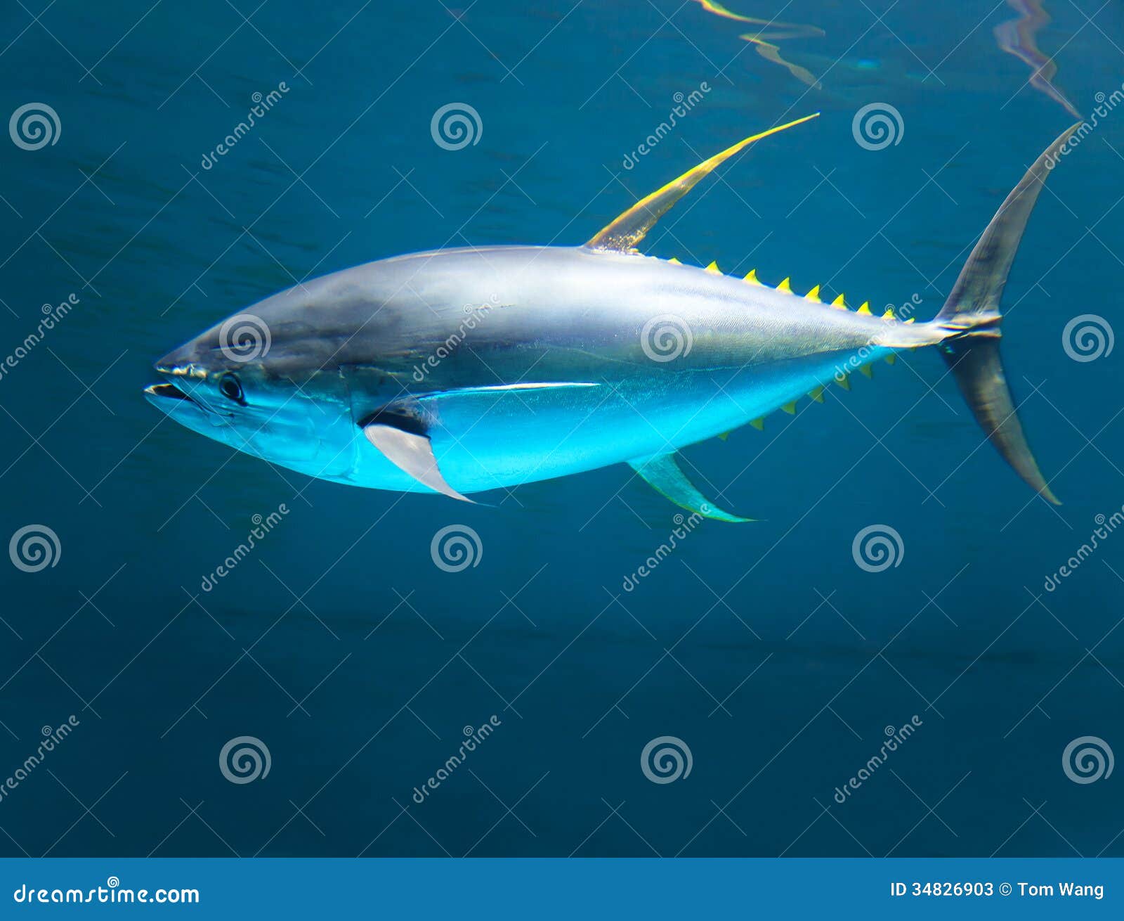 3,995 Moving Fin Stock Photos - Free & Royalty-Free Stock Photos from ...