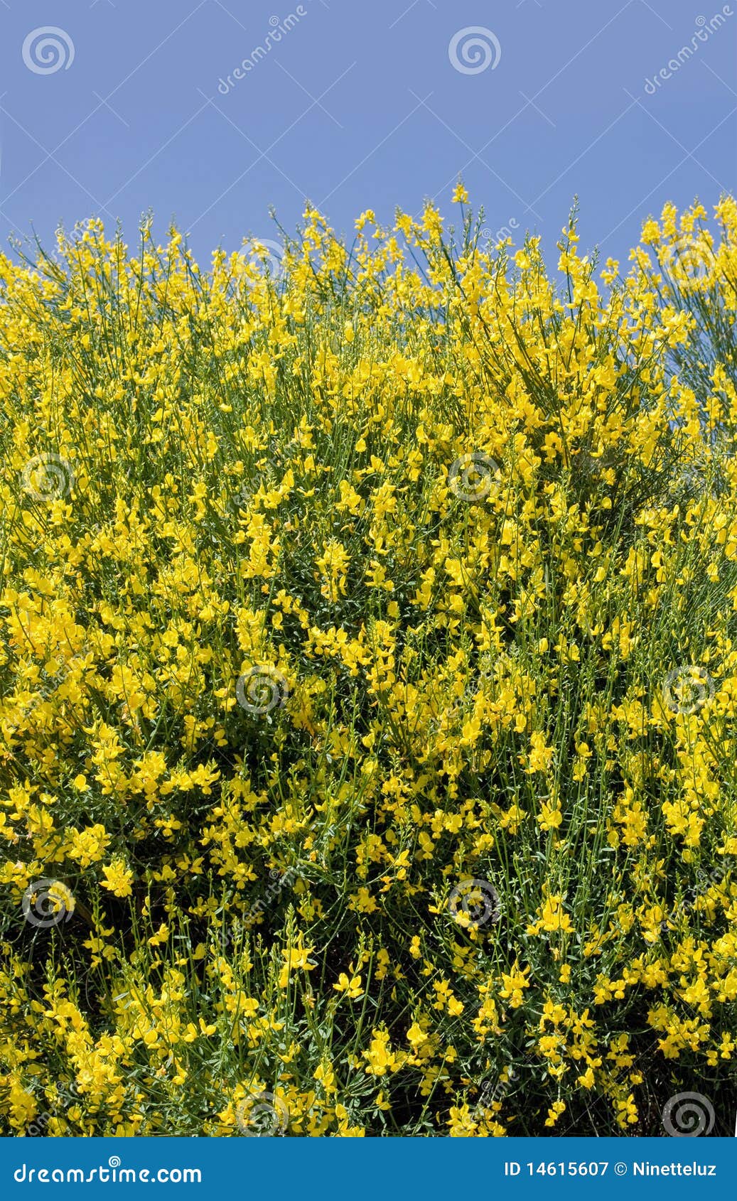 Yellow Ginestra stock image. Image of blue, large, ginster - 14615607