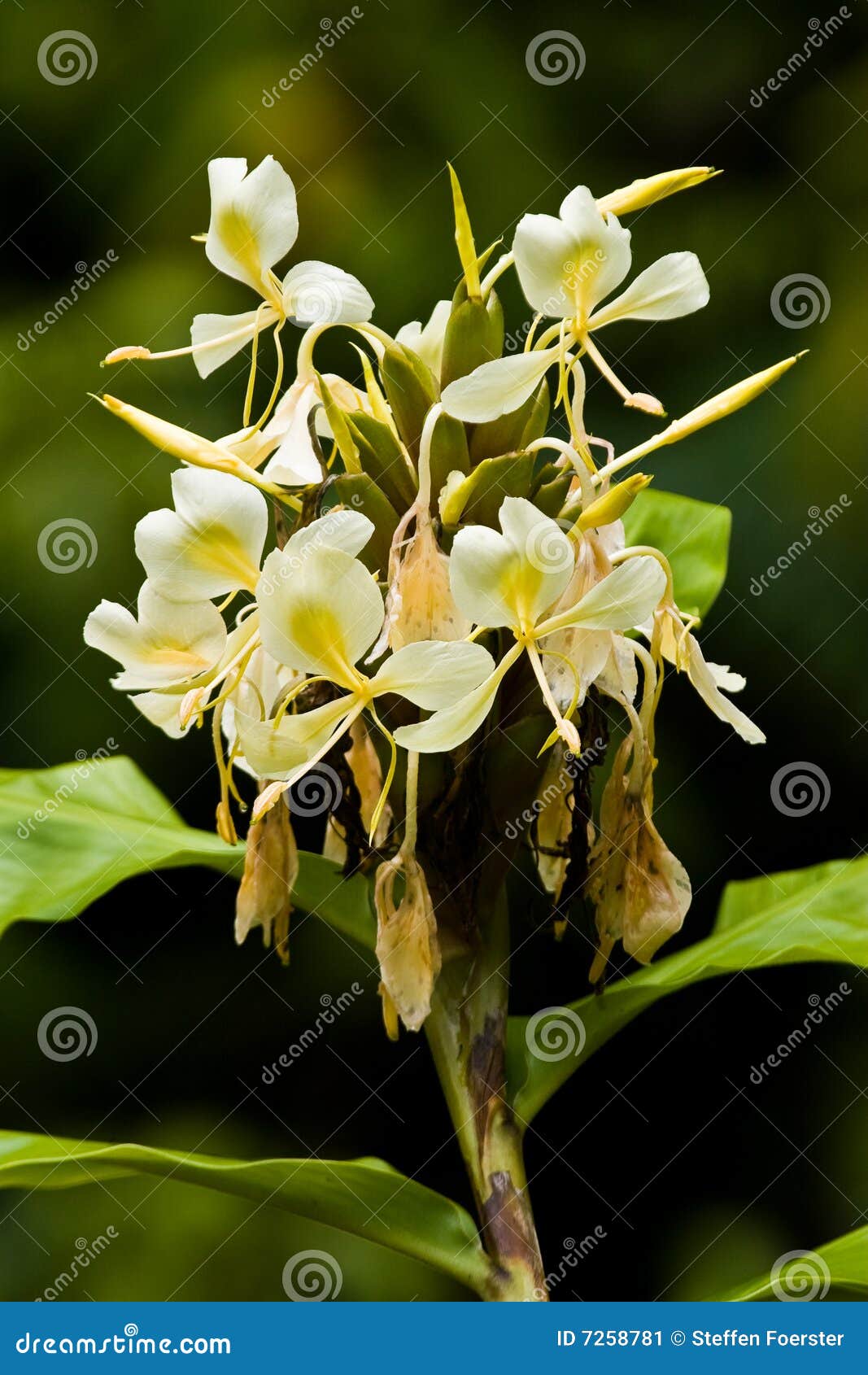 Yellow ginger flowers stock image. Image of forest, invasive - 7258781