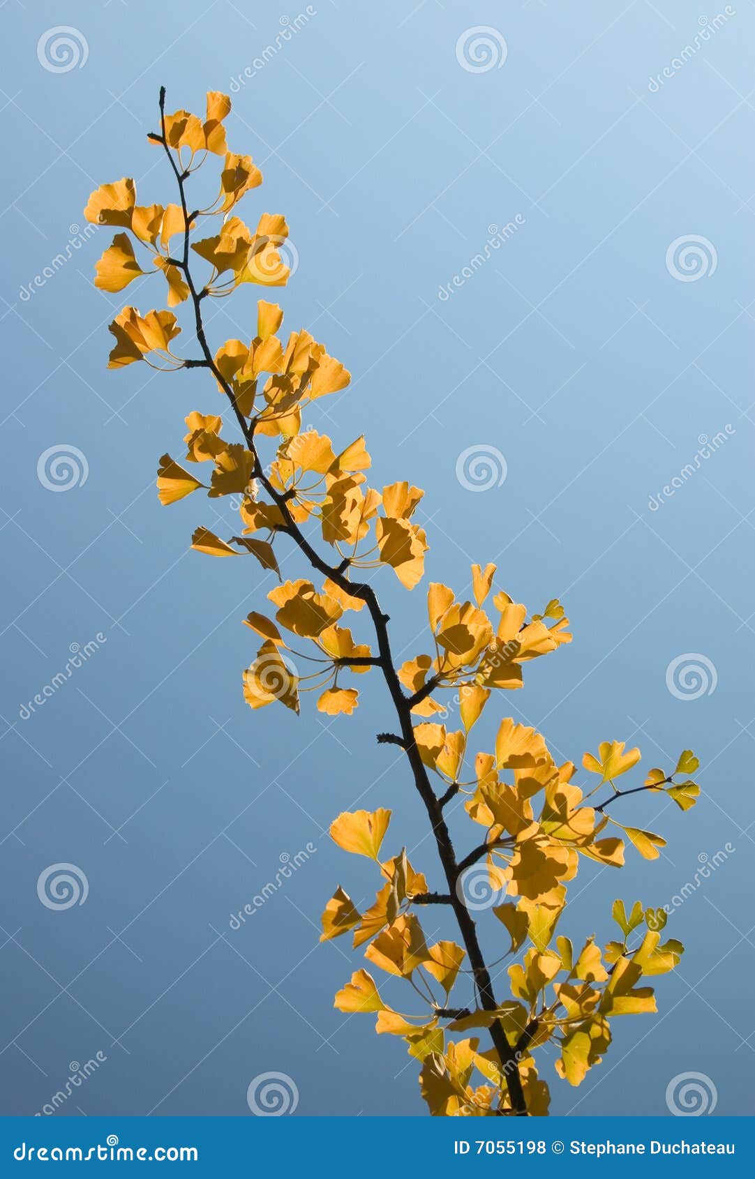Yellow gingko stock photo. Image of biloba, medecine, tree - 7055198