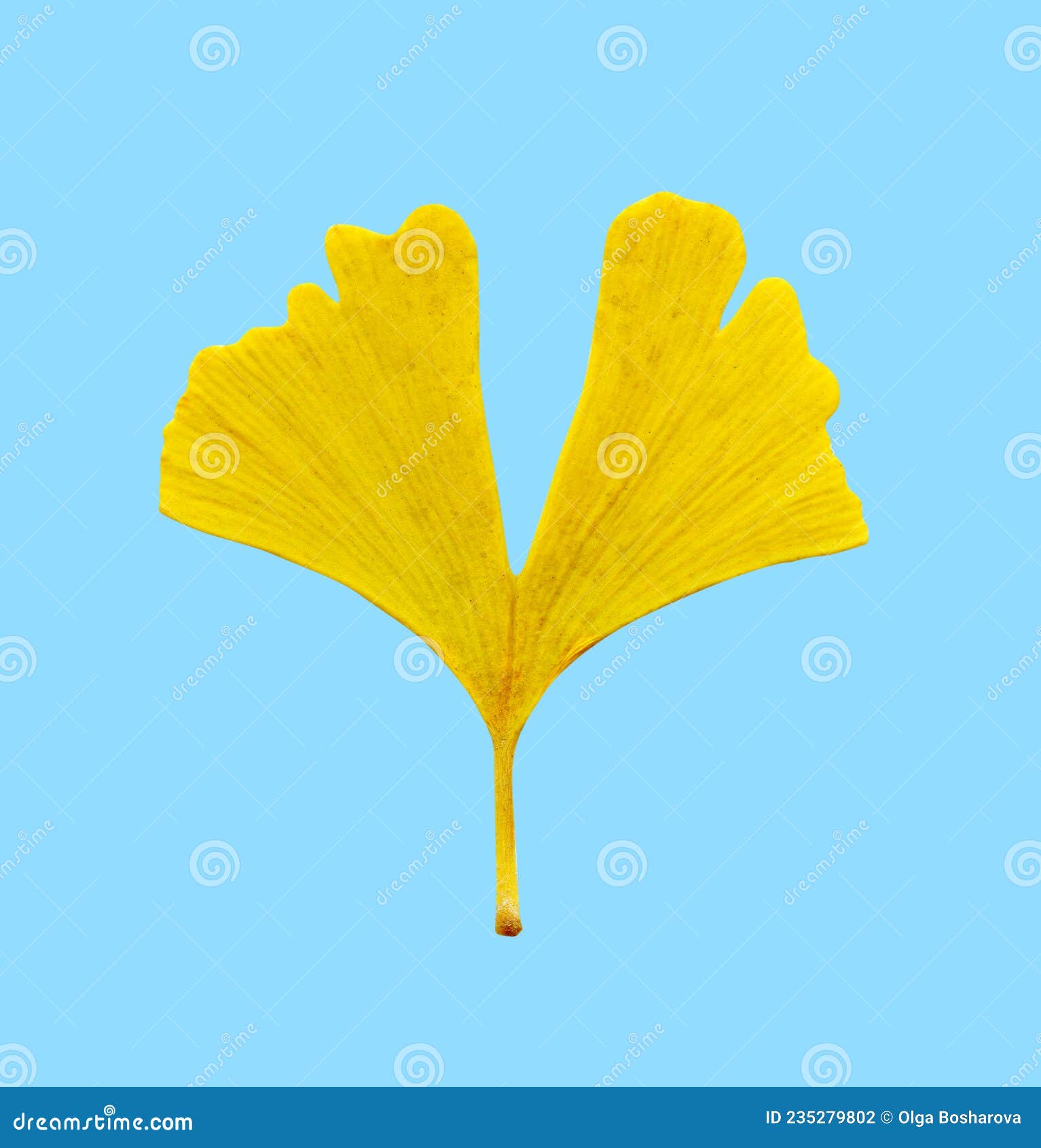 Yellow Gingko Biloba Leaf with Uneven Edges Stock Photo - Image of ...