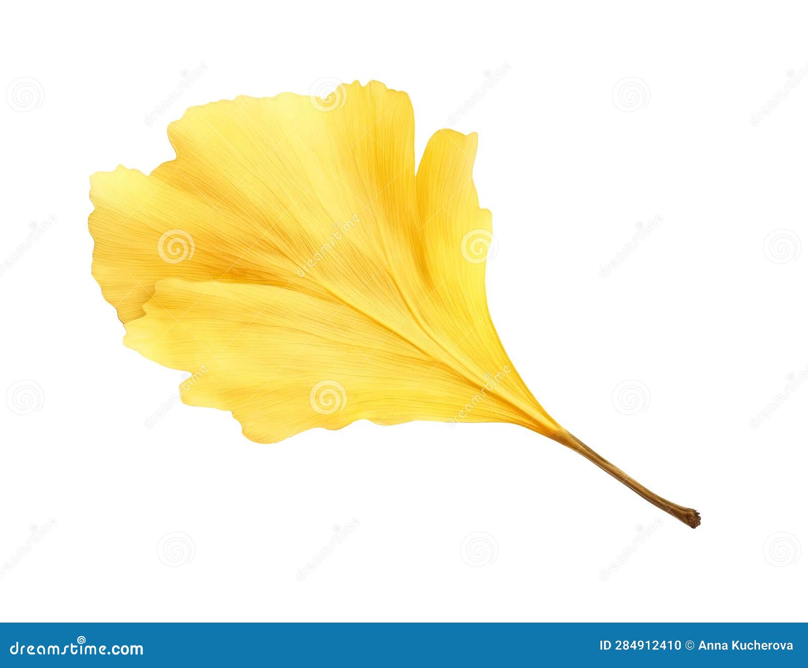 Yellow Gingko Tree Autumn Leaf Isolated On White Background. Generative ...