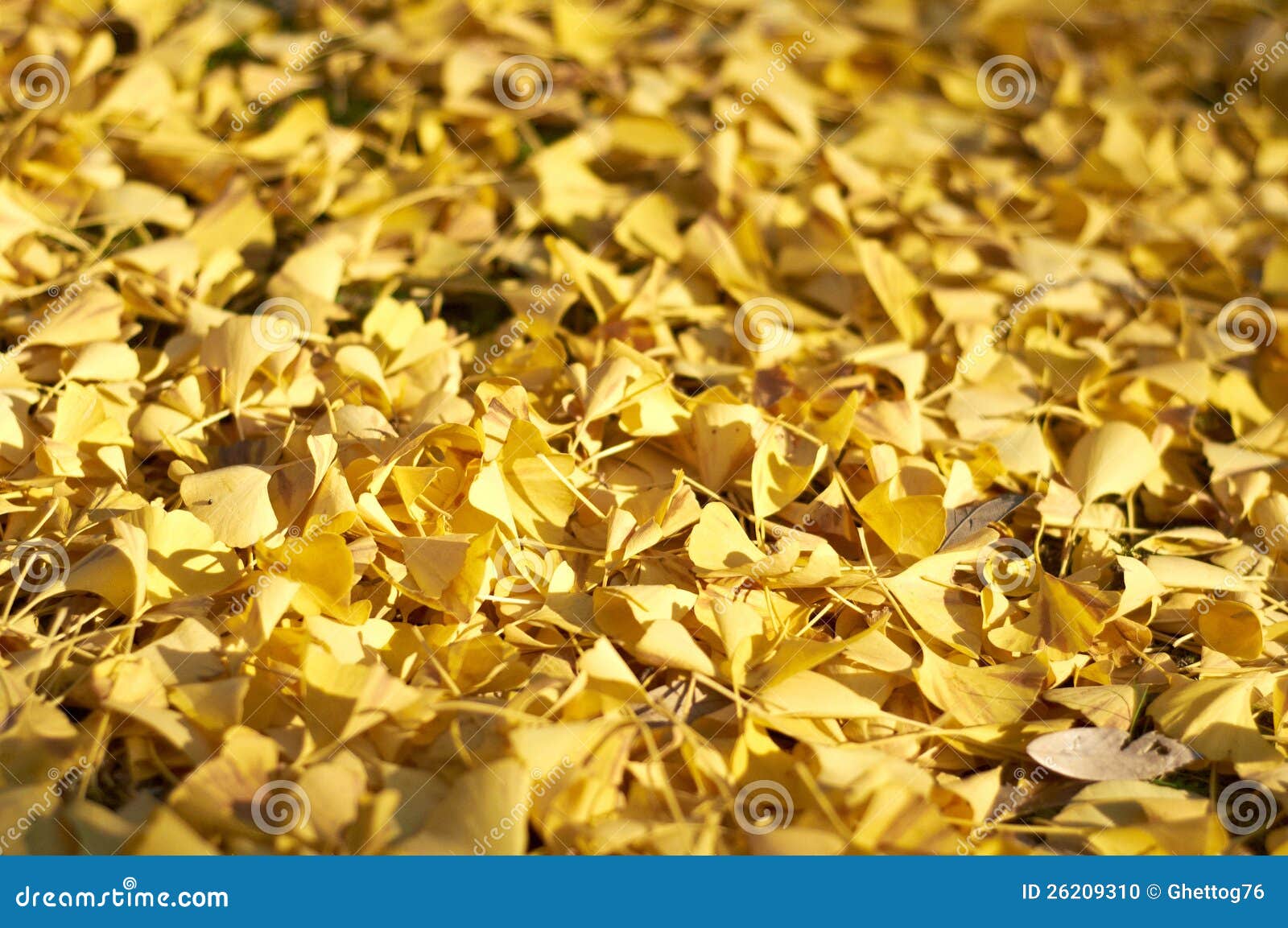 Yellow Ginkgo Biloba Leaves Stock Photo - Image of nature, leaves: 26209310
