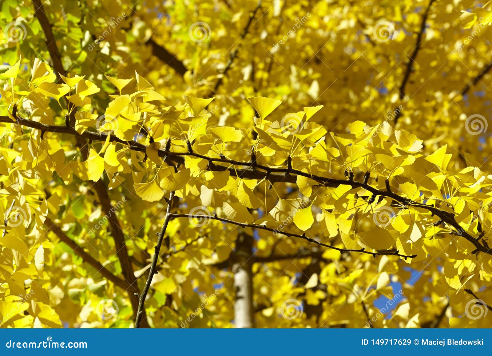Picture of Yellow Ginkgo Biloba Tree Stock Image - Image of autumn ...