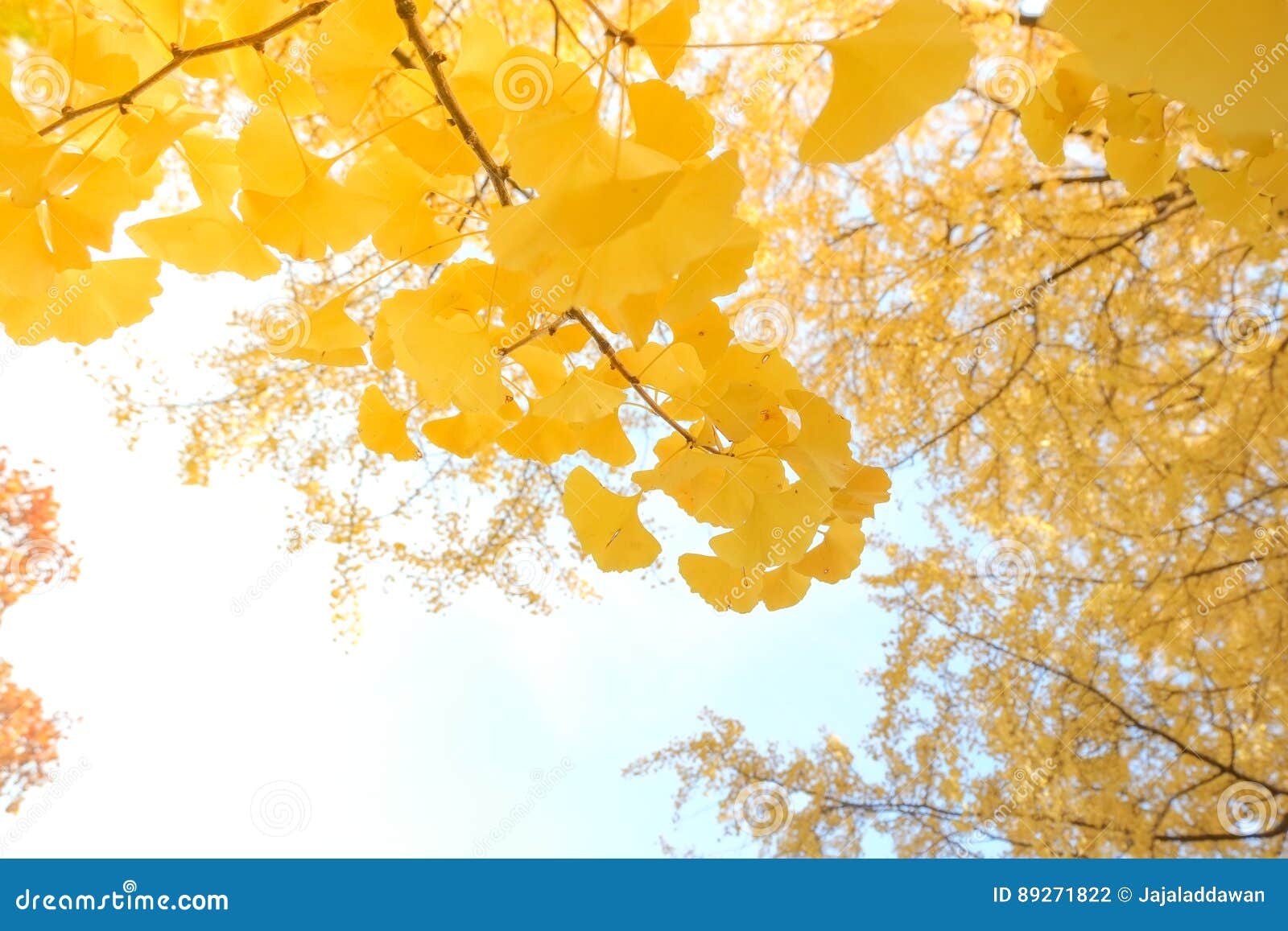 Yellow ginko stock photo. Image of seasonal, maidenhair - 89271822