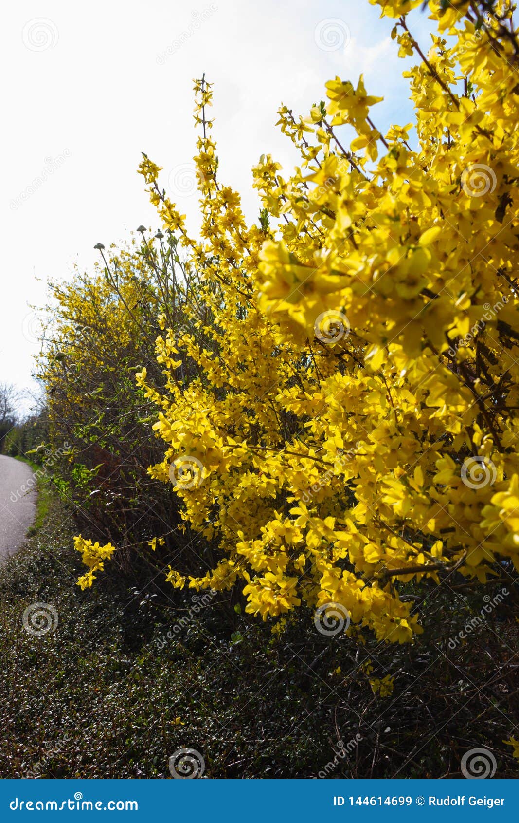 Yellow Ginster Stock Photos - Free & Royalty-Free Stock Photos from ...