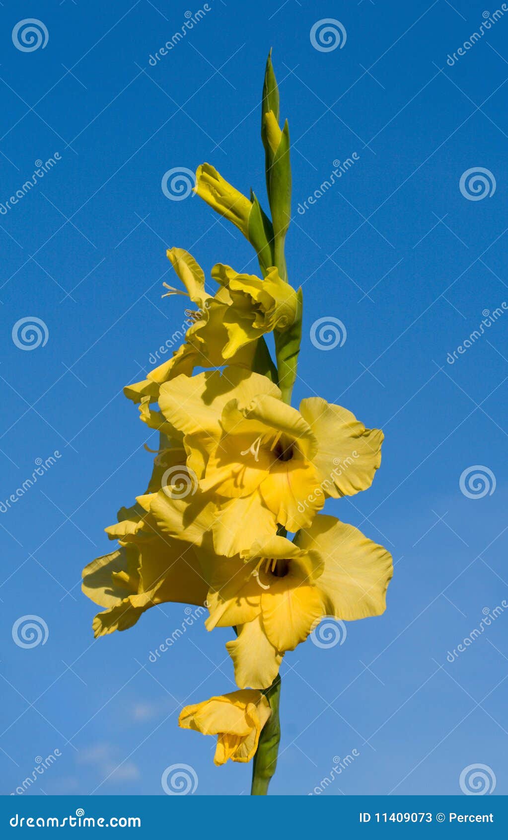 Yellow gladiolus stock image. Image of nature, gladioli - 11409073