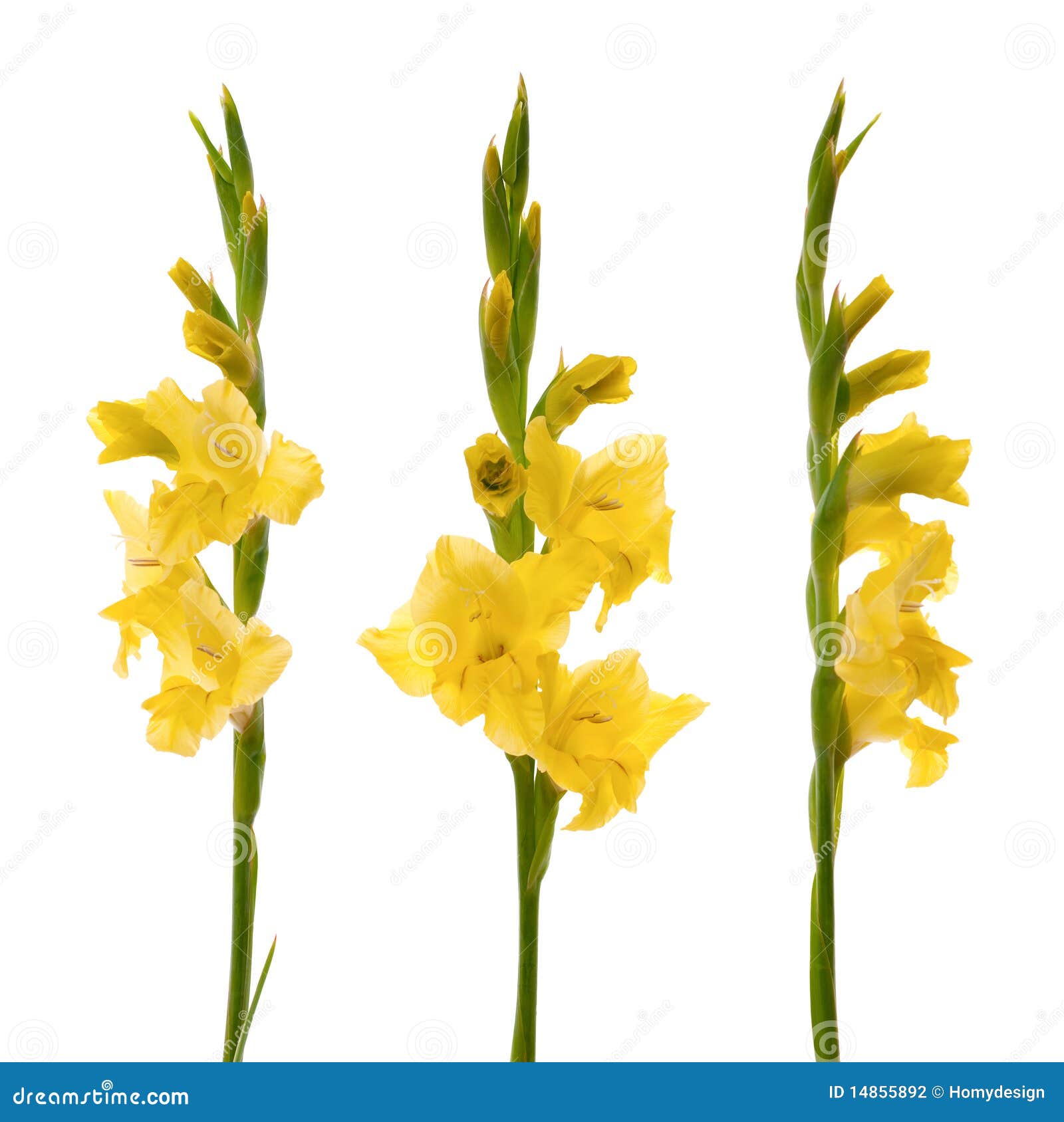 Photos Of Yellow Gladiolus at Douglas Reddin blog