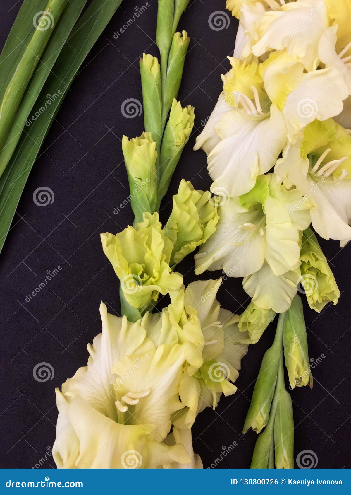 Yellow Gladiolus Flower on Black. Gladiolus. Stock Photo - Image of ...