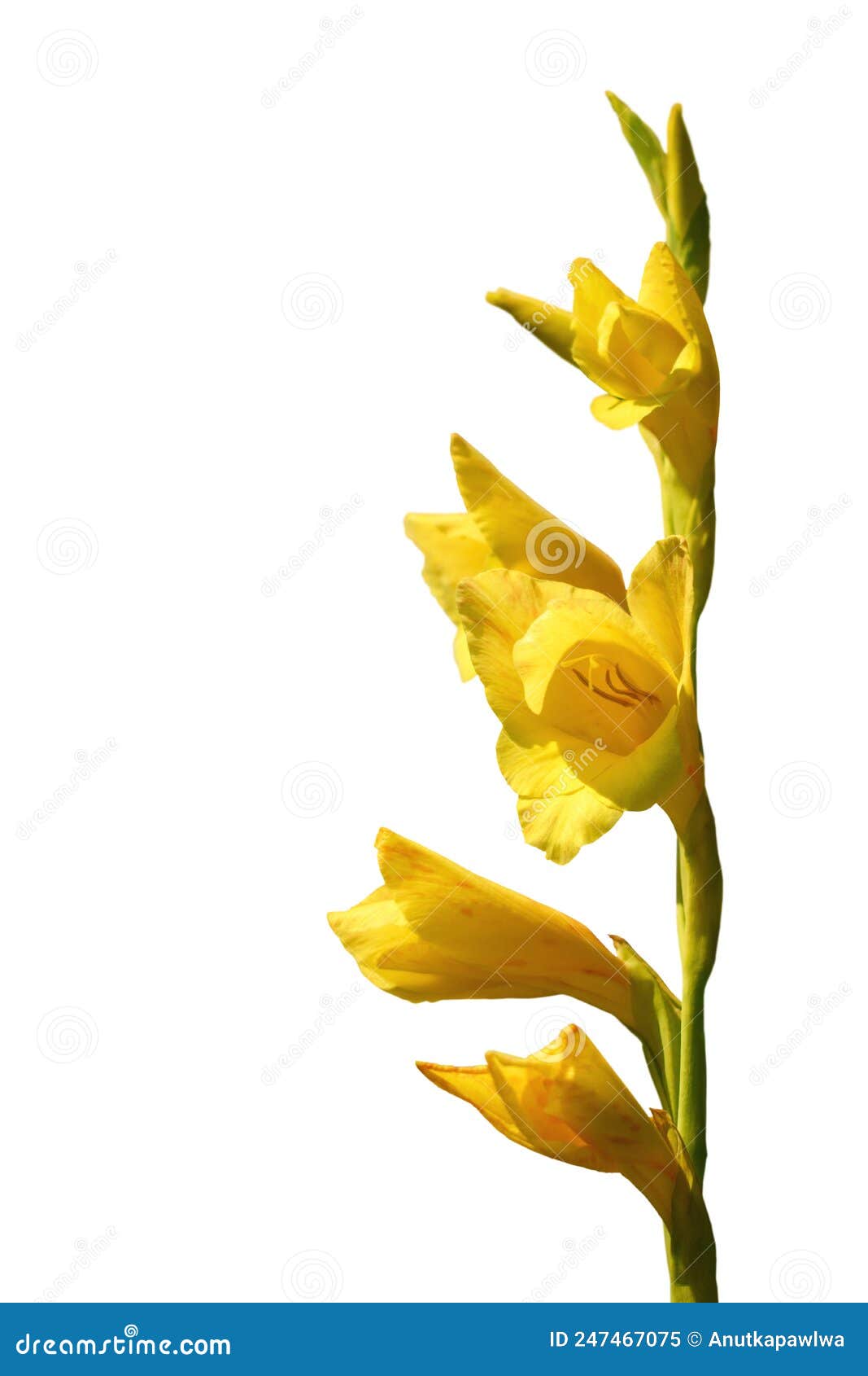 Yellow Gladiolus Isolate on a White Background Stock Image - Image of ...