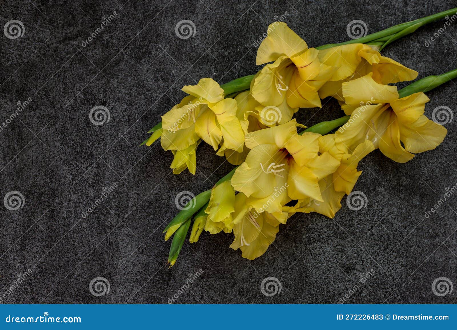 Yellow Gladiolus in a Stone Pattern Background Stock Image - Image of ...