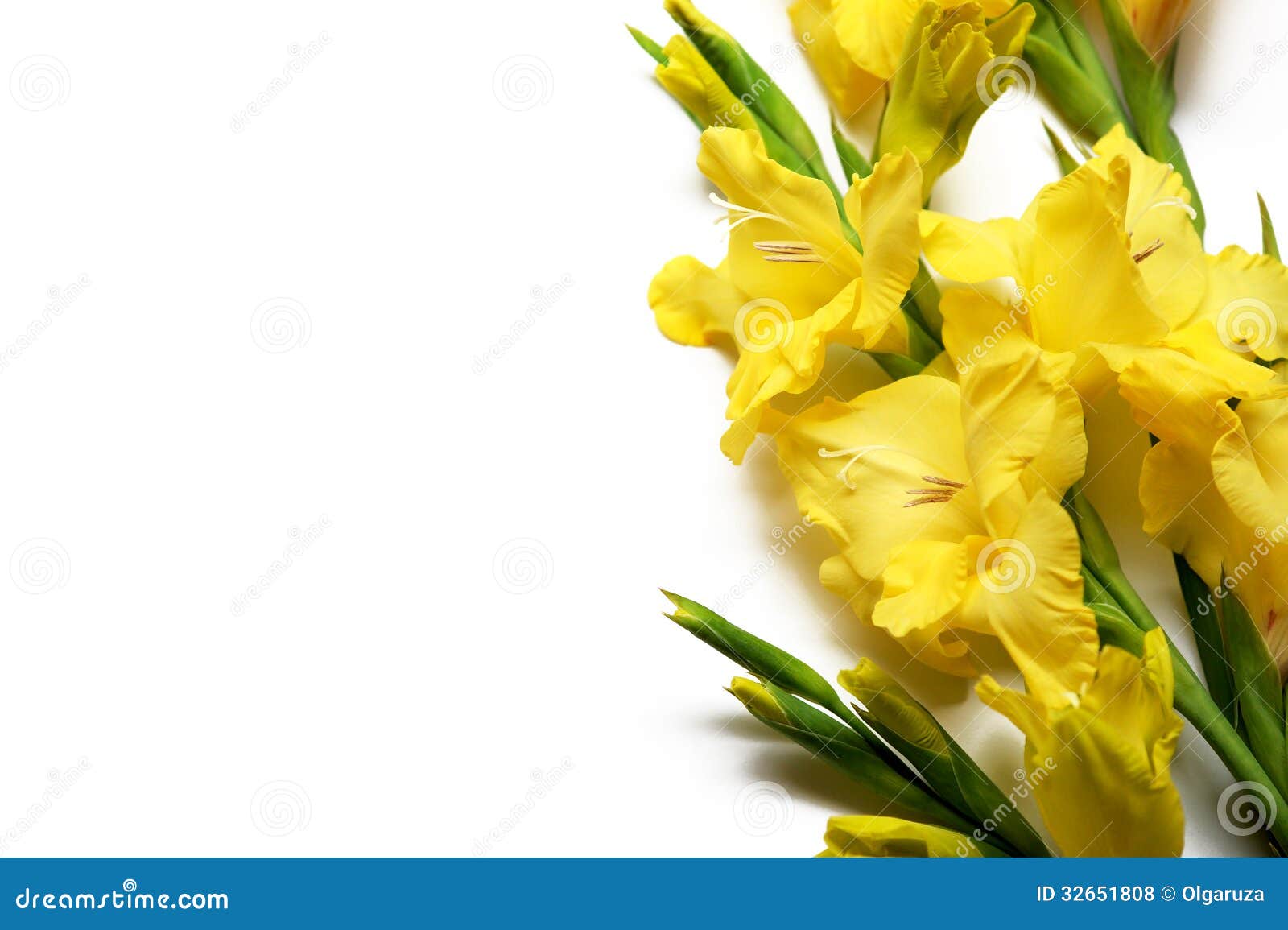 Yellow Gladiolus on a White Background on the Right. Stock Photo ...
