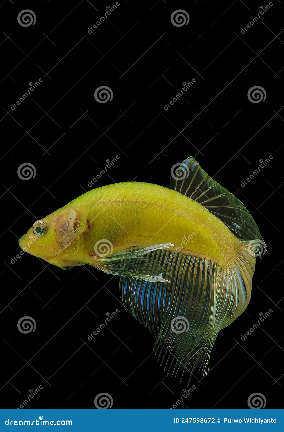 Yellow glowing betta fish stock photo. Image of reef - 247598672