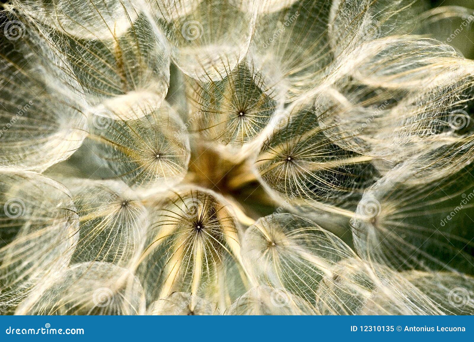 Yellow Goat S Beard Spindle Shaped Seeds Stock Image - Image of flower ...