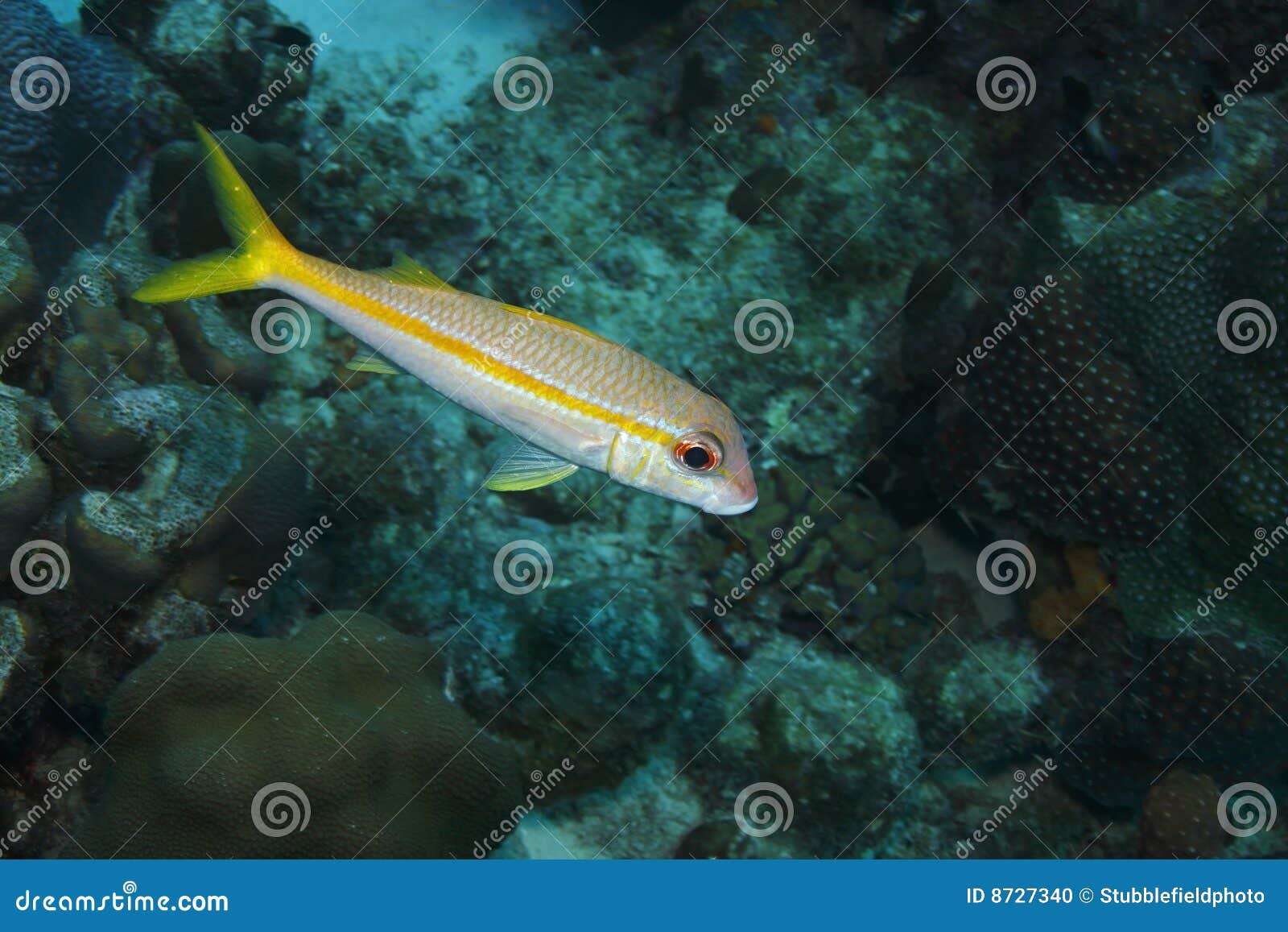Yellow Goatfish Also Known As Yellowsaddle, Is A Species Of Goatfish ...